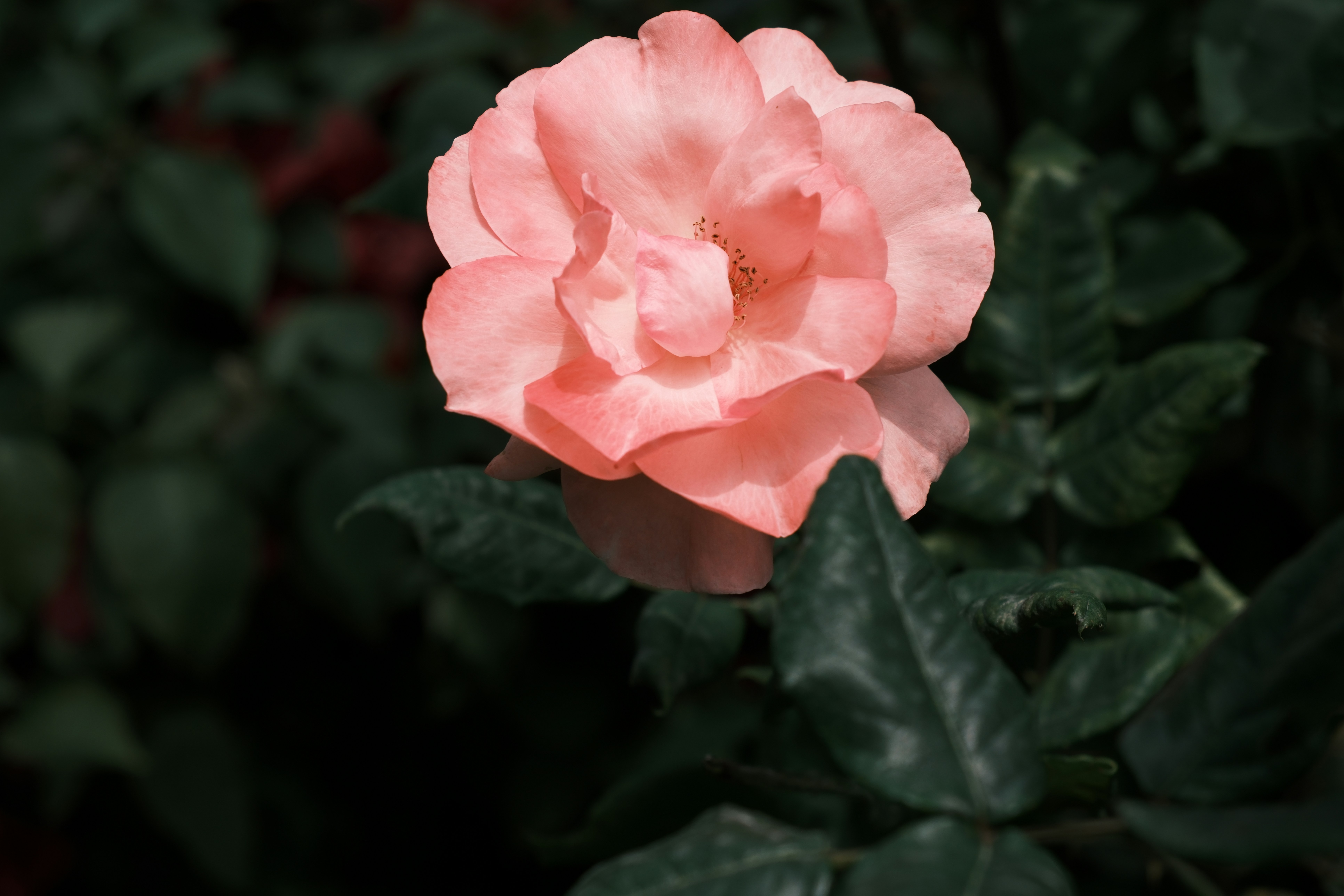 Soft Rose in Partial Shadow: Pink Bloom Centered Against Dark Foliage
