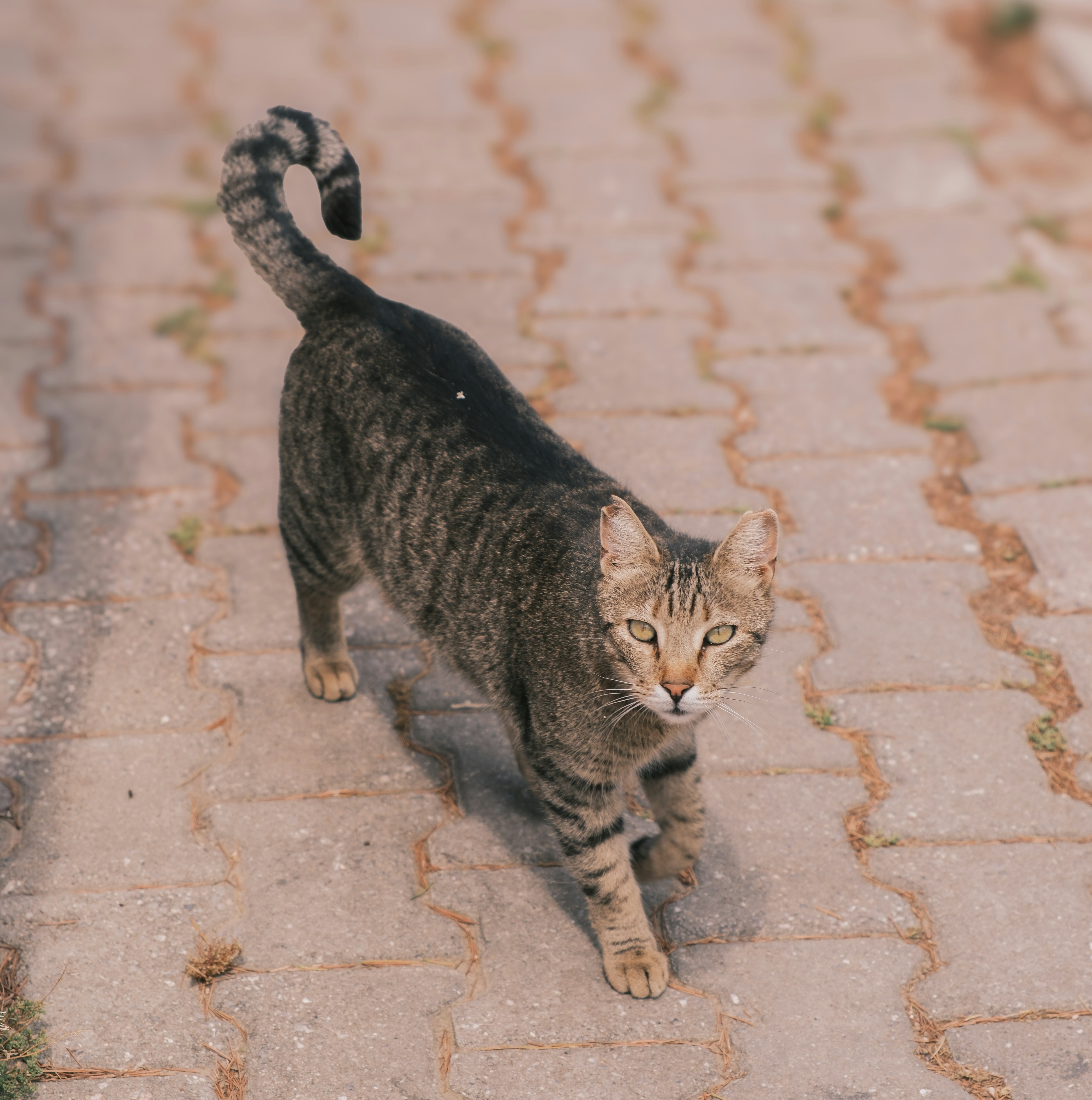 Curious Stride: a tabby cat pauses on sunlit pavers