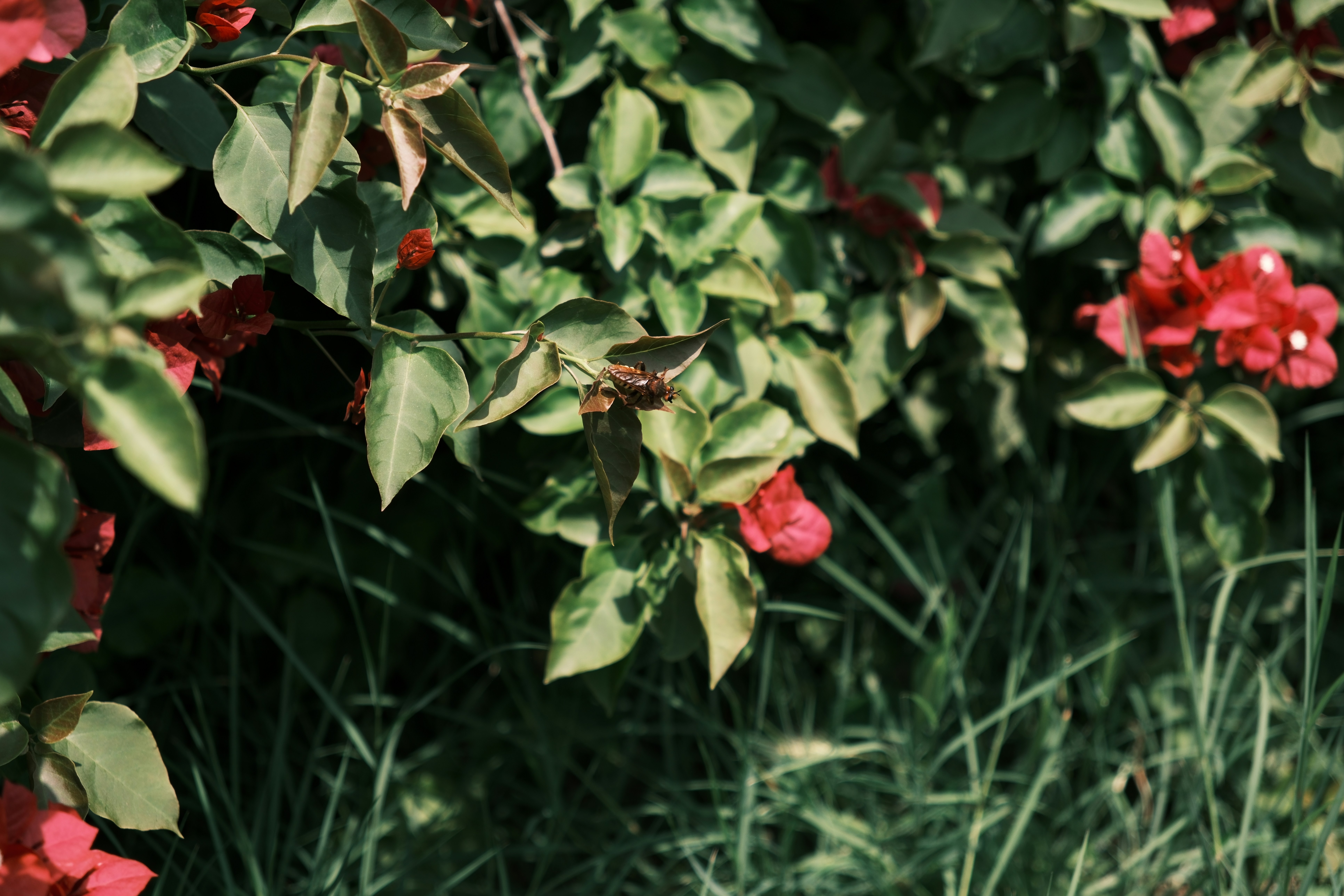 Crimson Blooms Framing a Quiet Green Verge