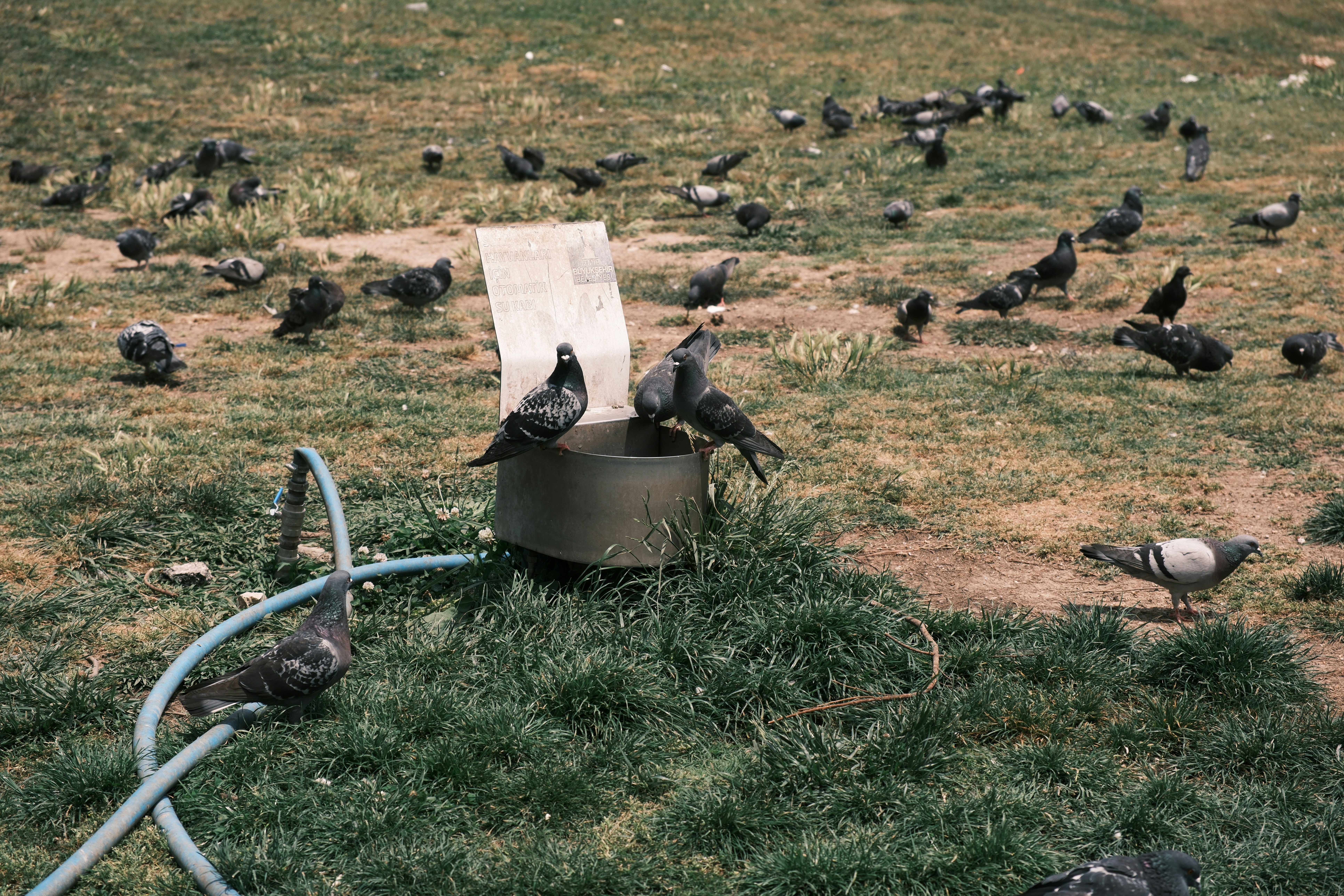 Feeding Station Seabirds: A Curious Gathering Around a Concrete Dish