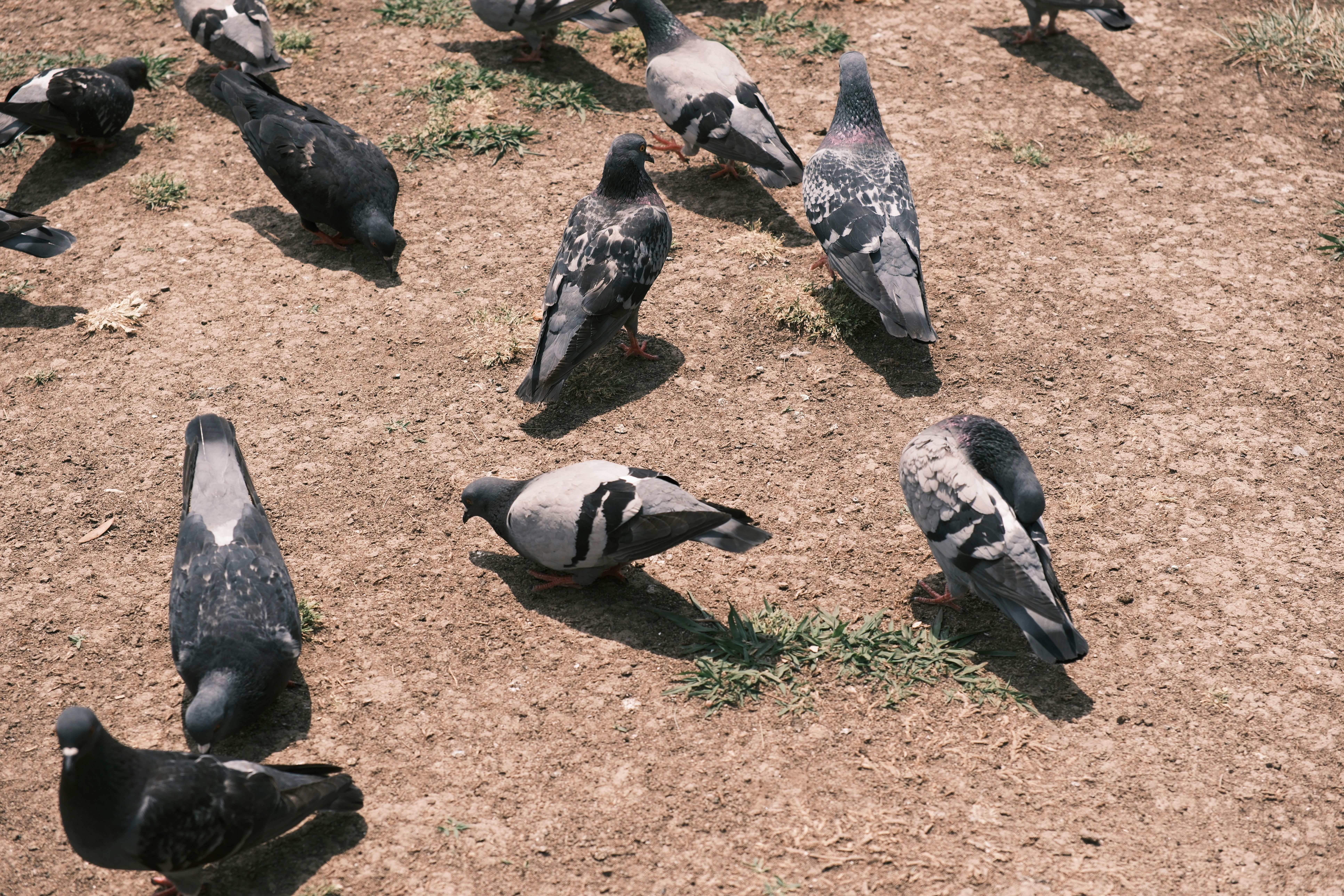 Flock Pause: Pigeons Scramble on Sun-Baked Ground