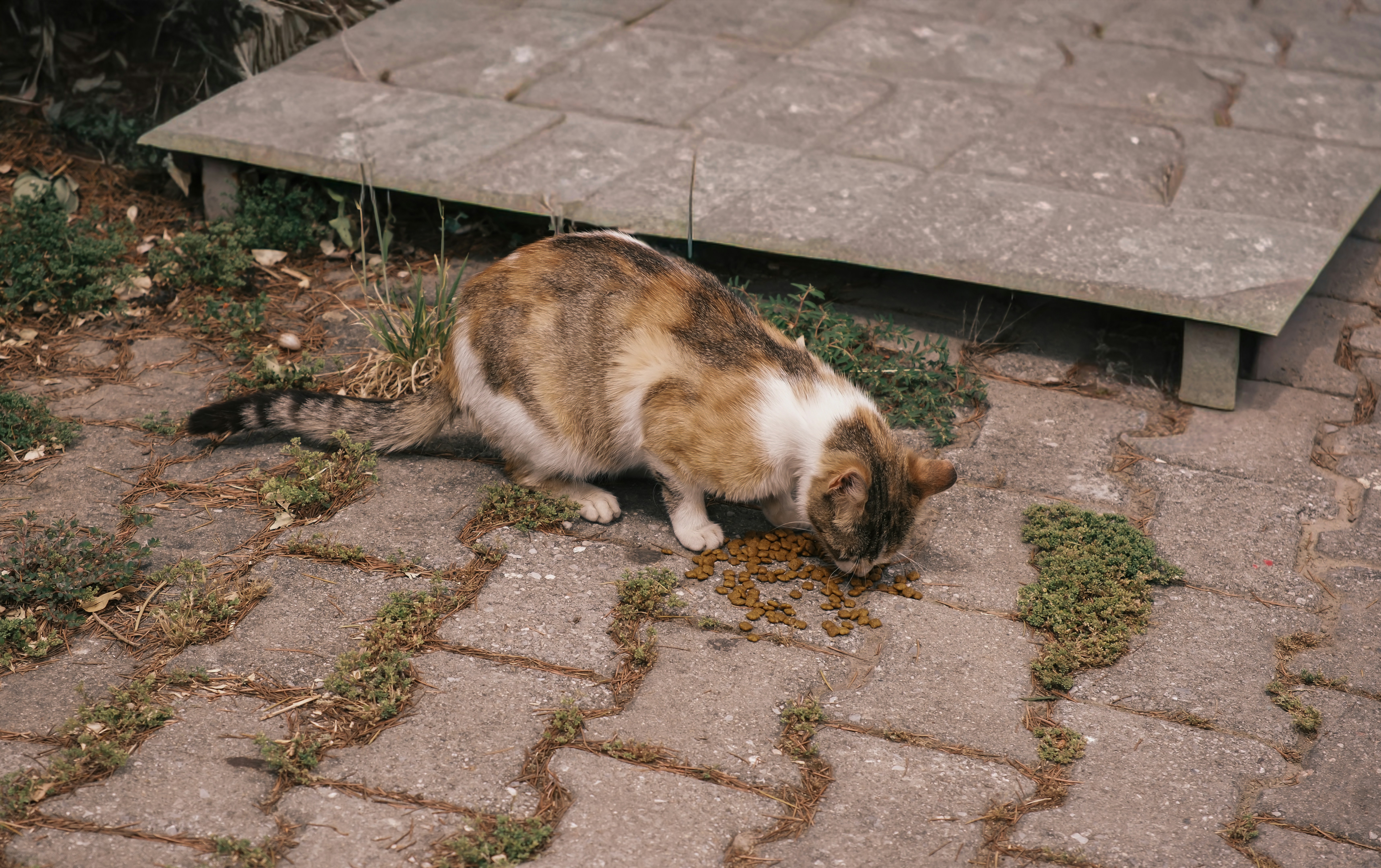 Curious Calico on a Pebbled Path Near a Wooden Ramp