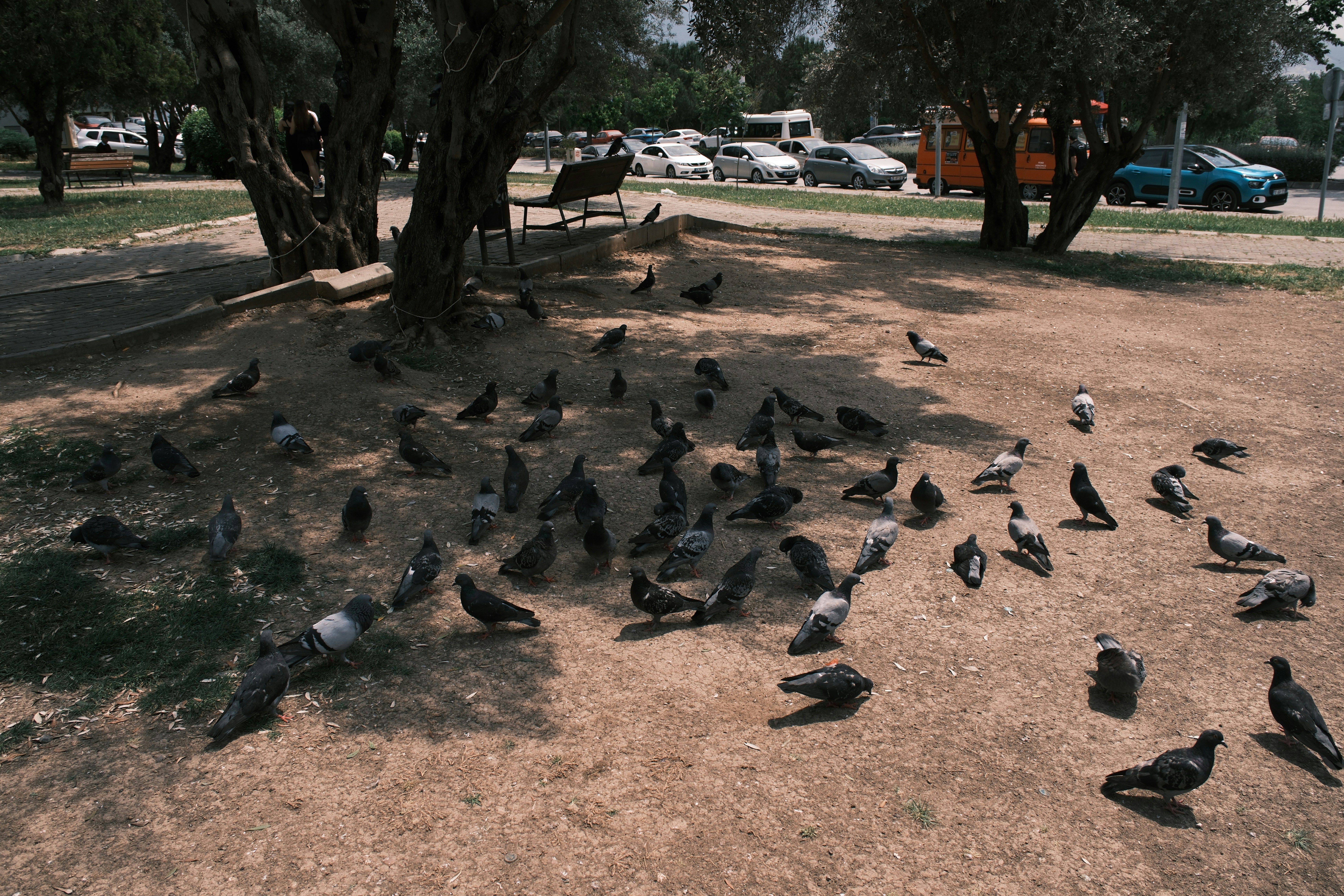 Feathered Forum: Pigeons Gather in a Dappled Park Clearing