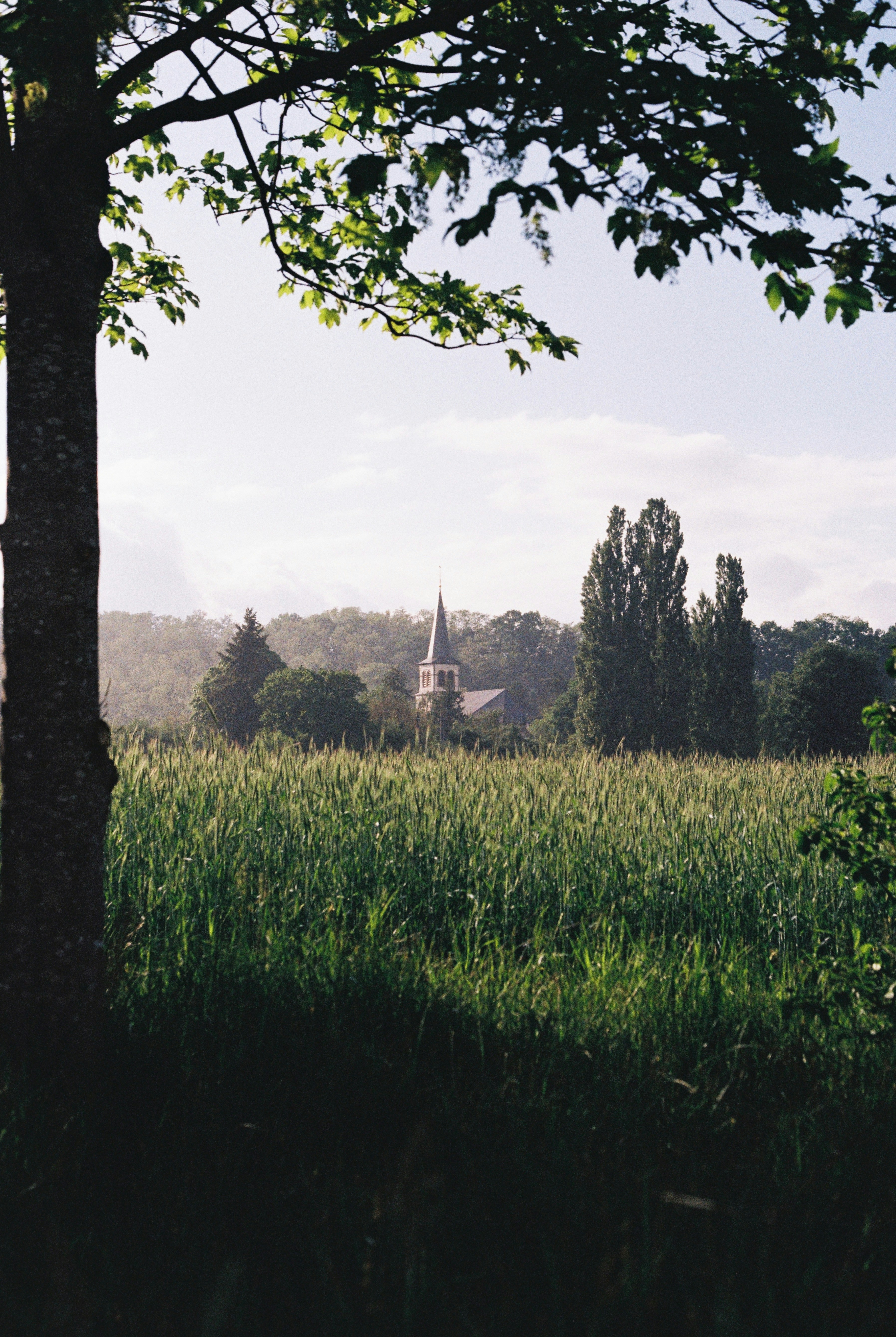 Field of Silence: A Village Spire Beyond the Corn