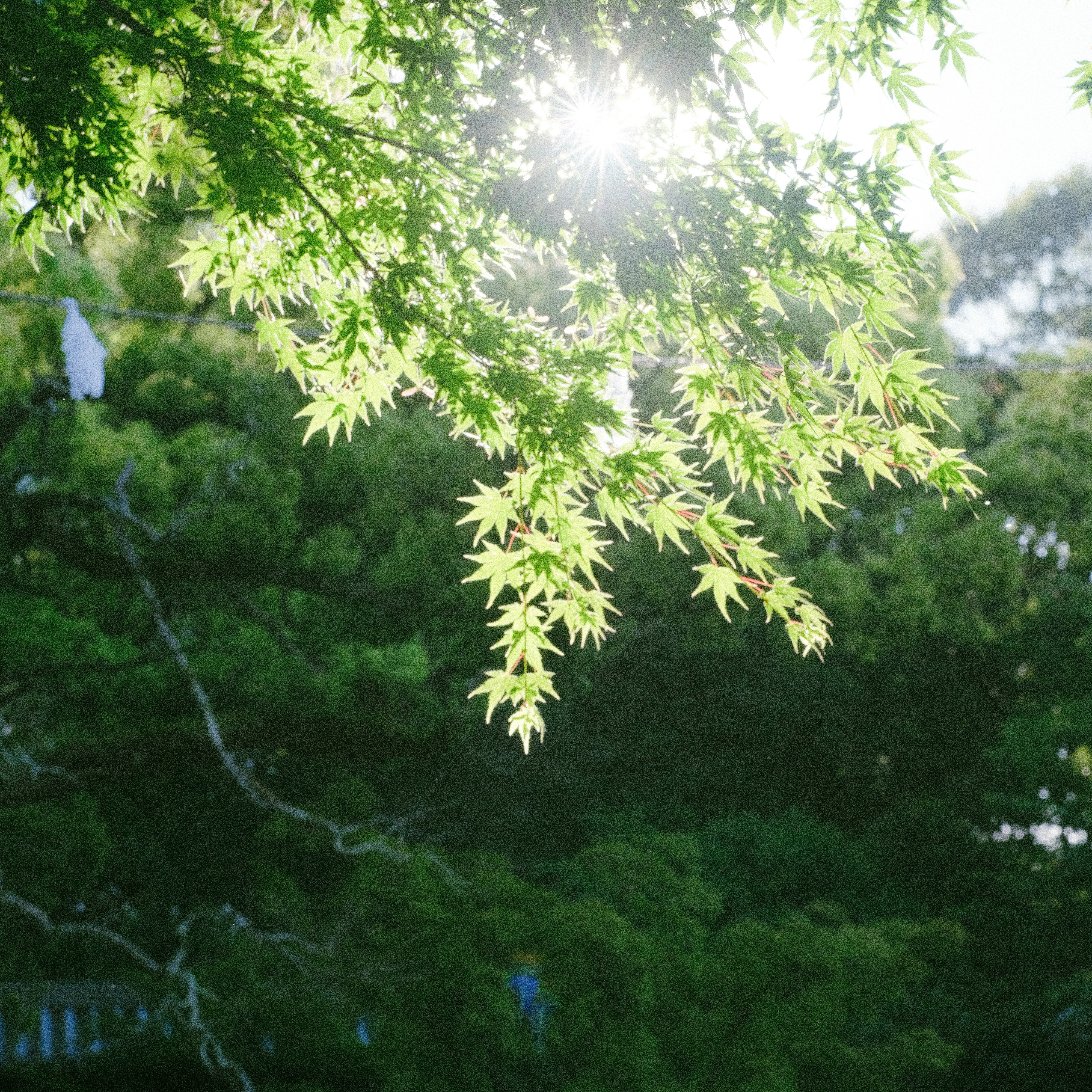 Sunlit Maple Fronds at the Edge of Dawn
