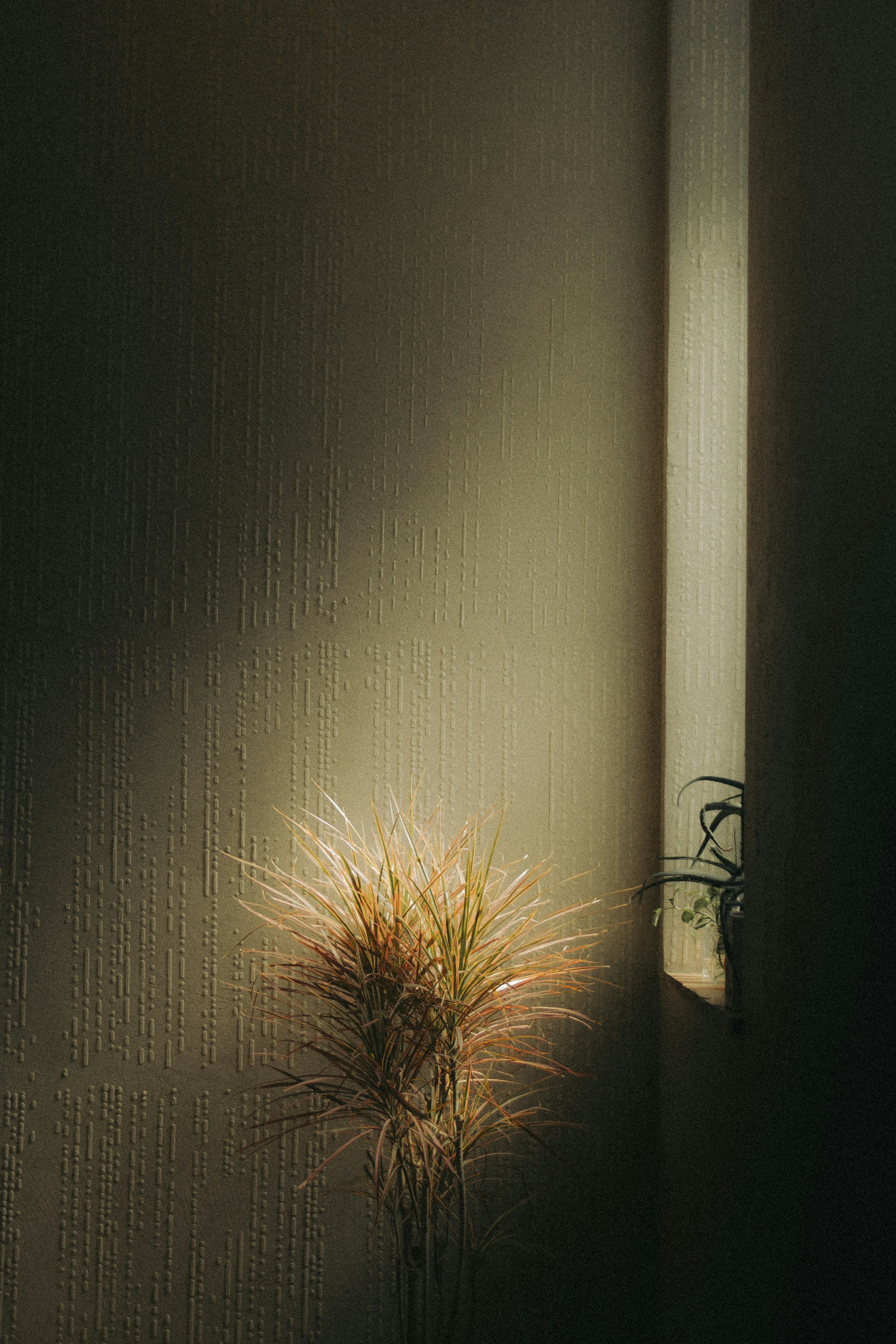 Isolated Sunlit Grass in a Narrow Corridor