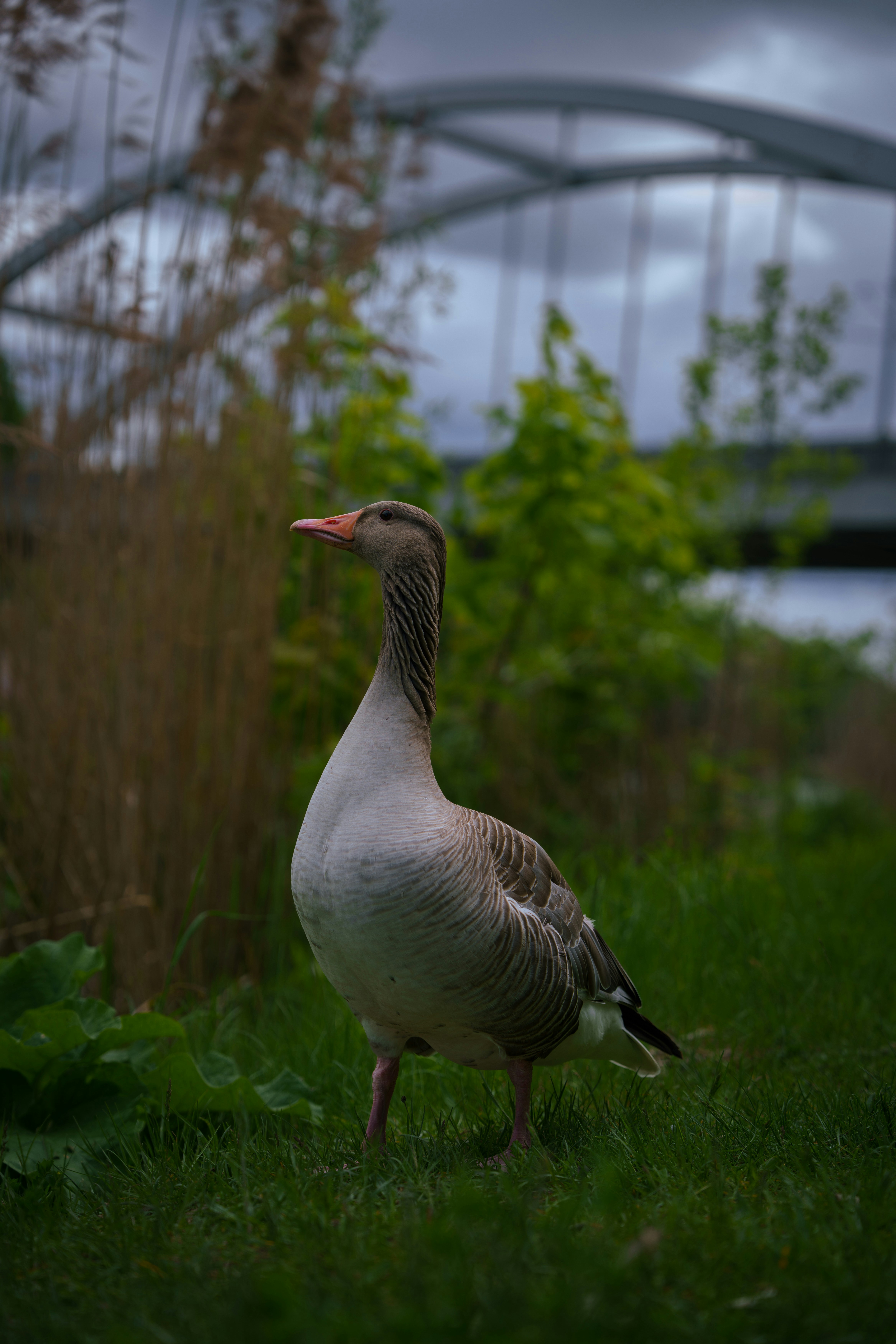 A solitary goose stands vigilant in a verdant riverside patch