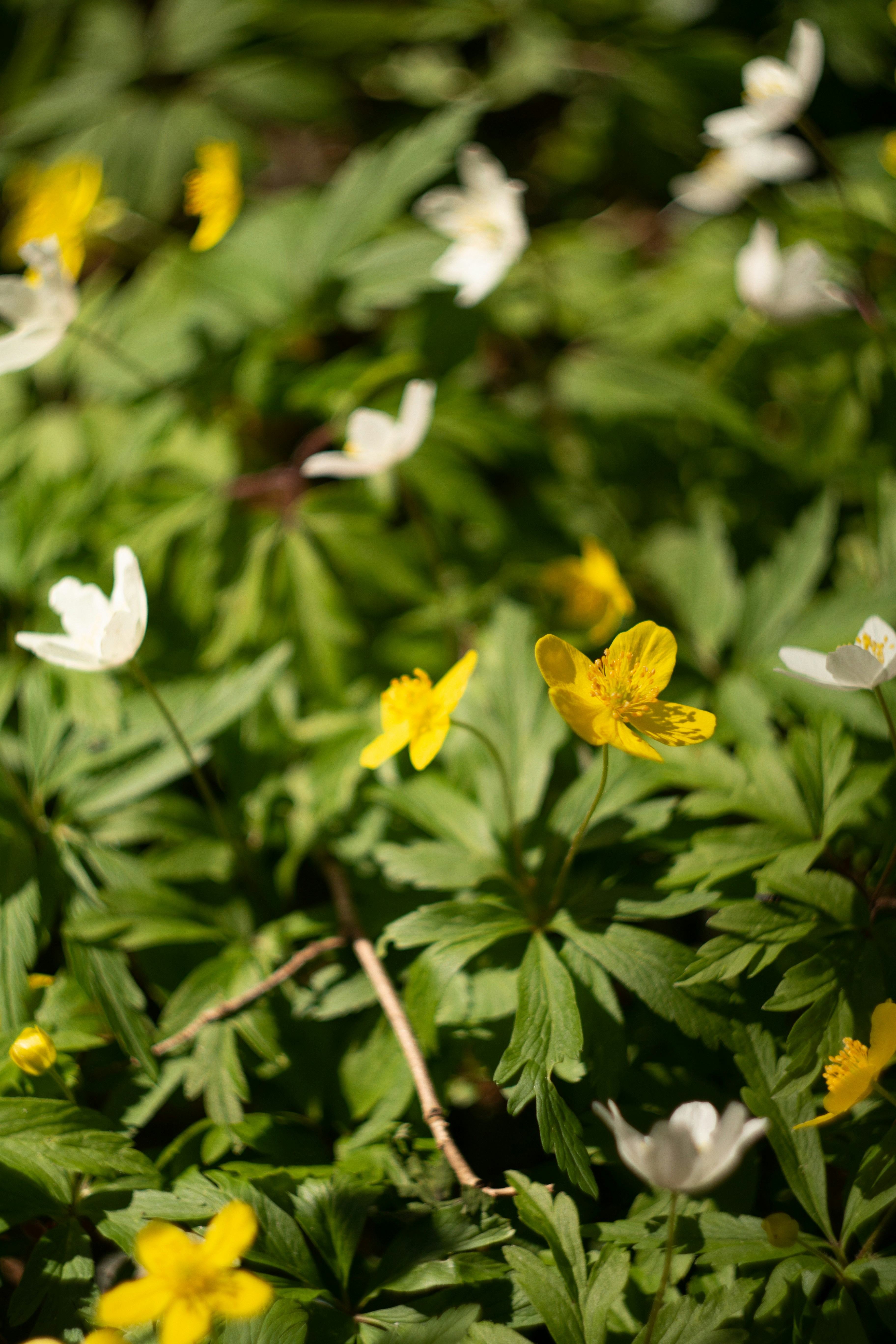 Sunlit Yellow Blossoms Emerging Through Green Rosettes