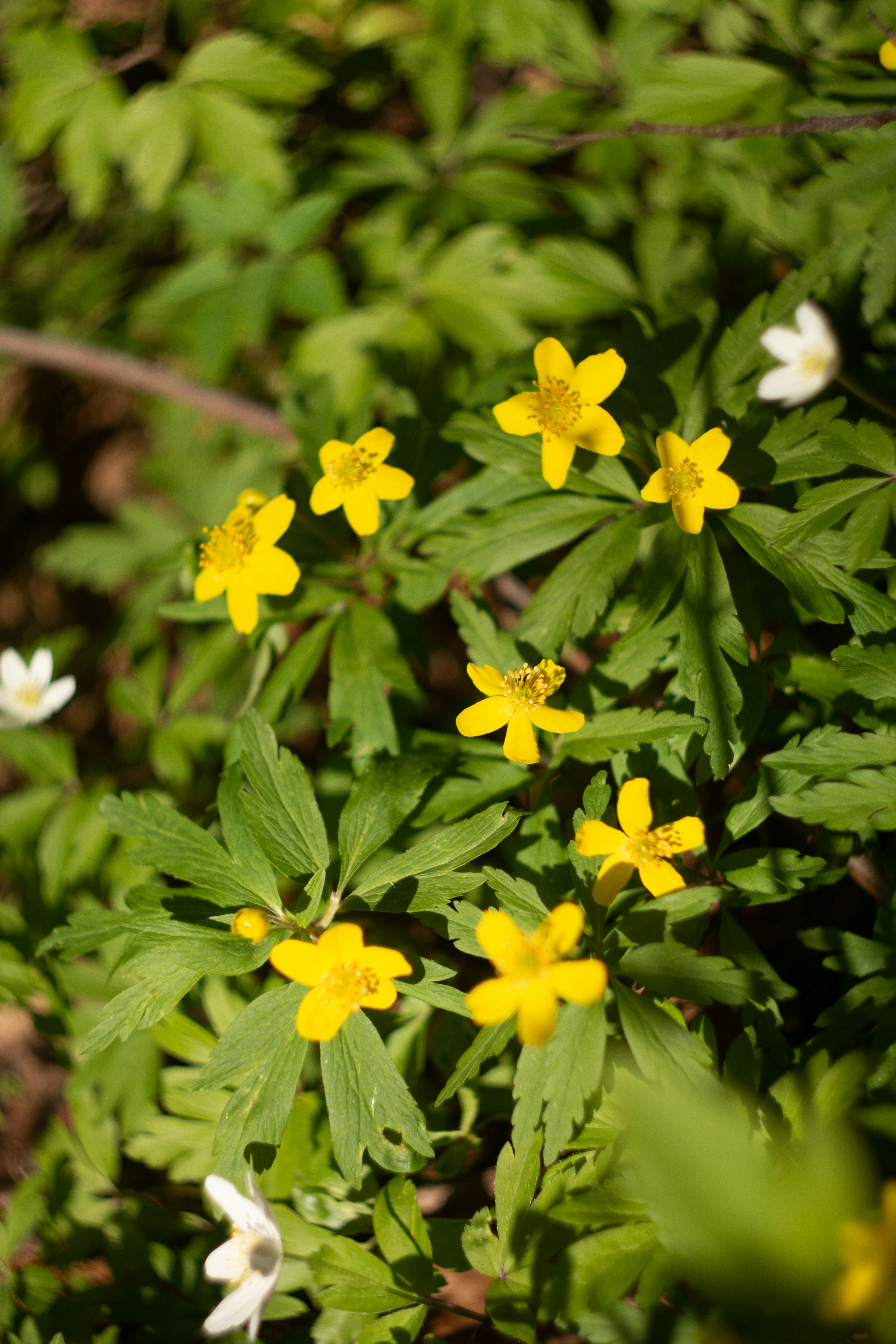Yellow blossoms break through a sea of emerald leaves