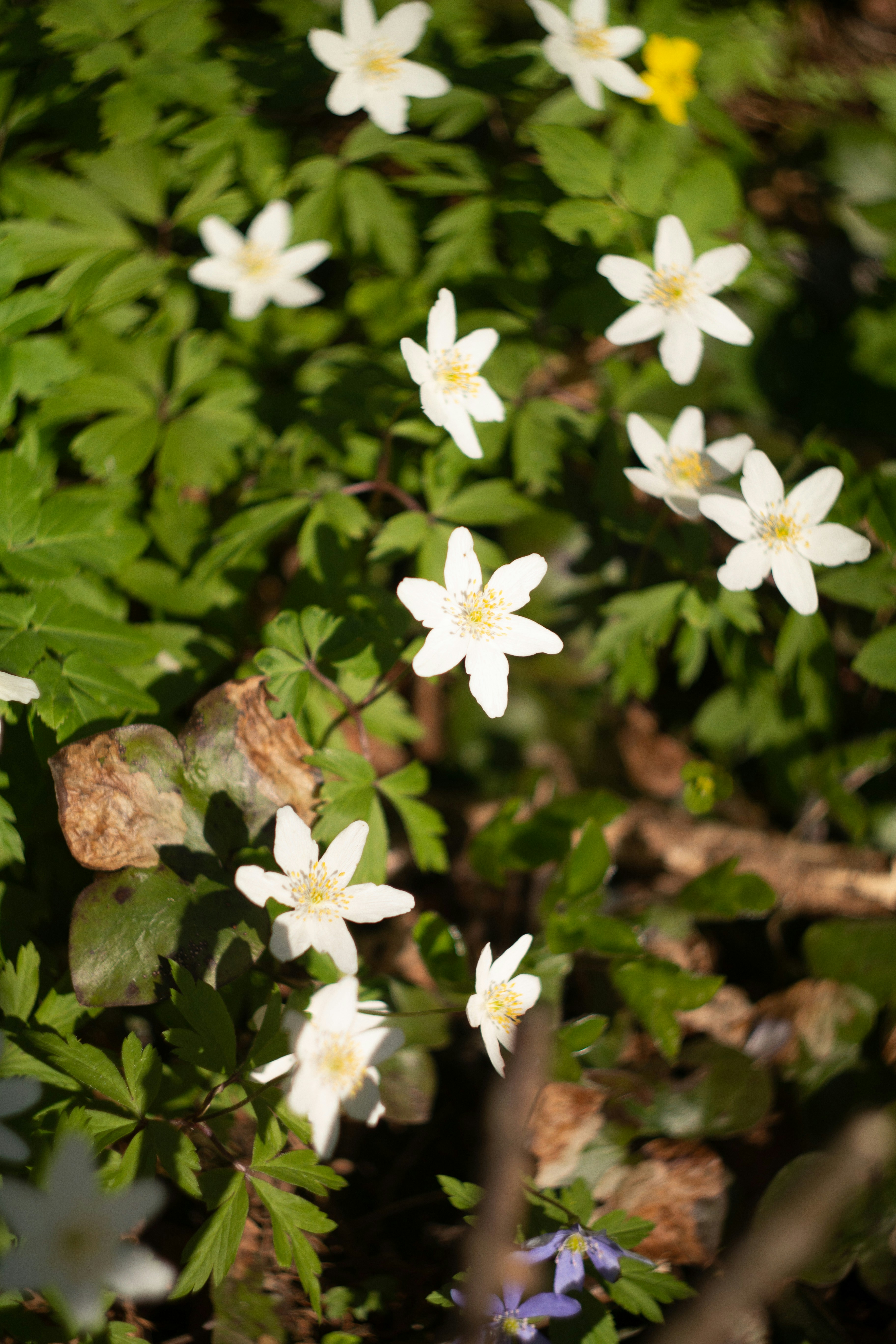 White wildflowers in a sunlit green undergrowth