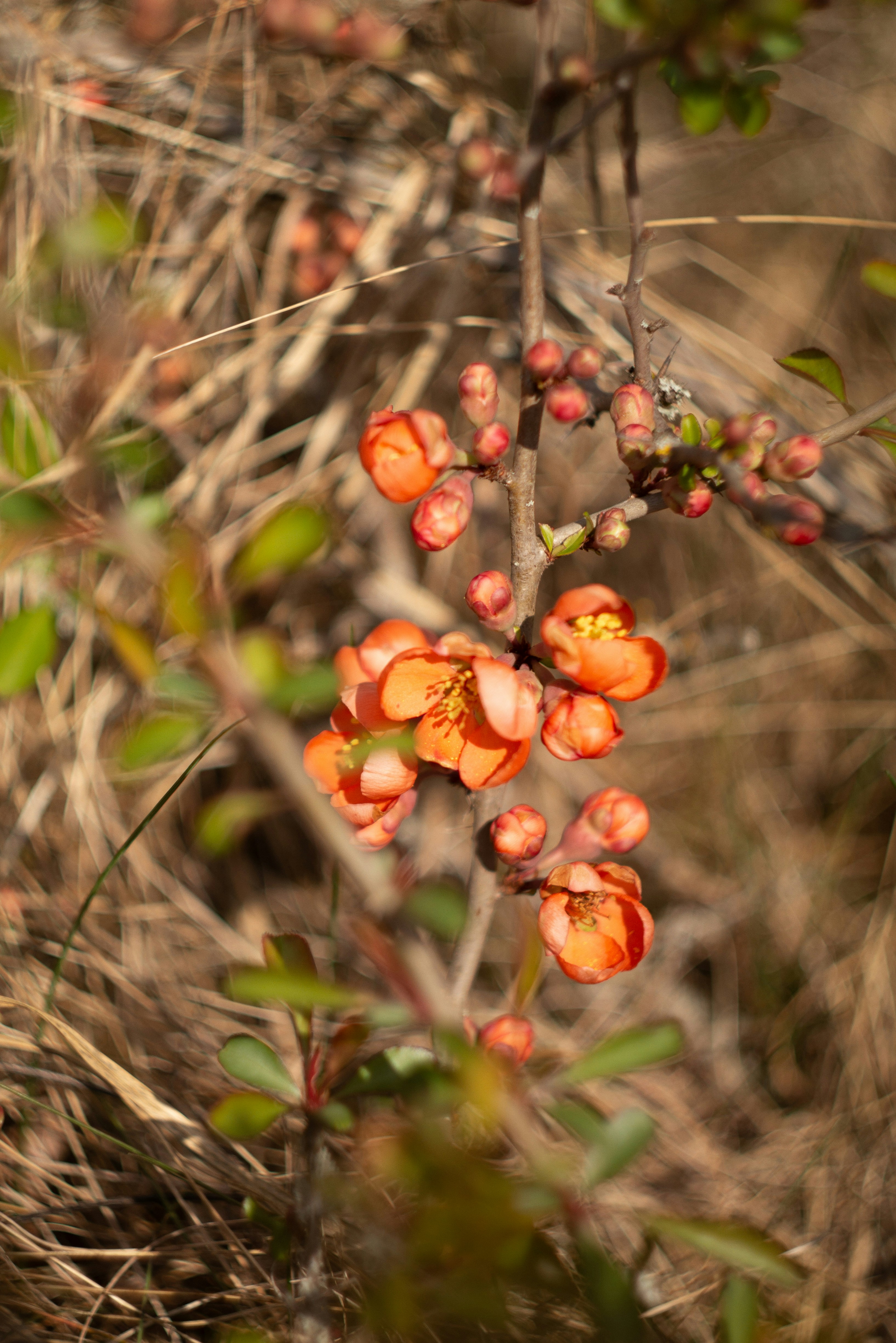 Orange Blossom on a Tangle of Winter Grasses