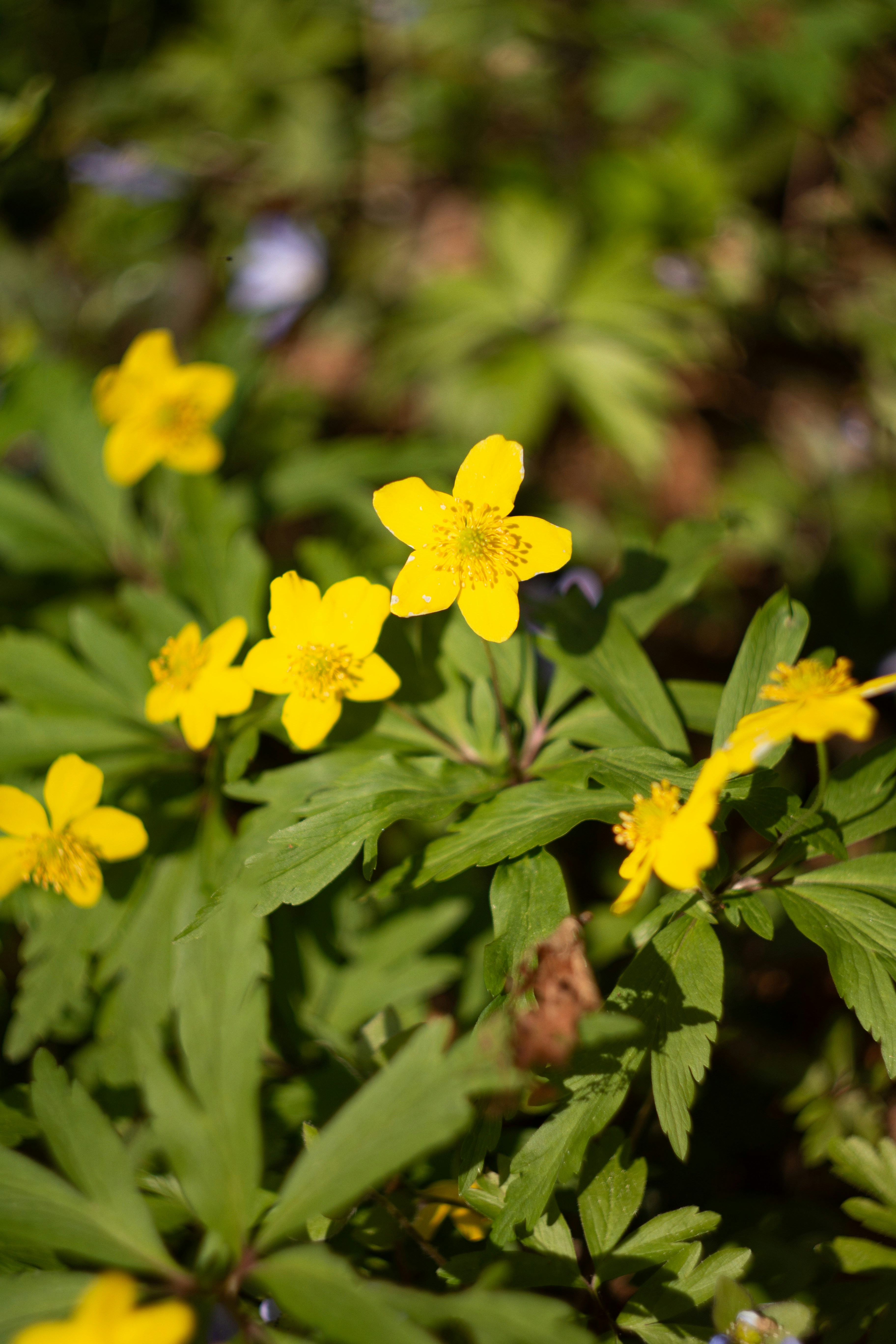 Sunny Yellow Blooms in a Gentle Garden Blur