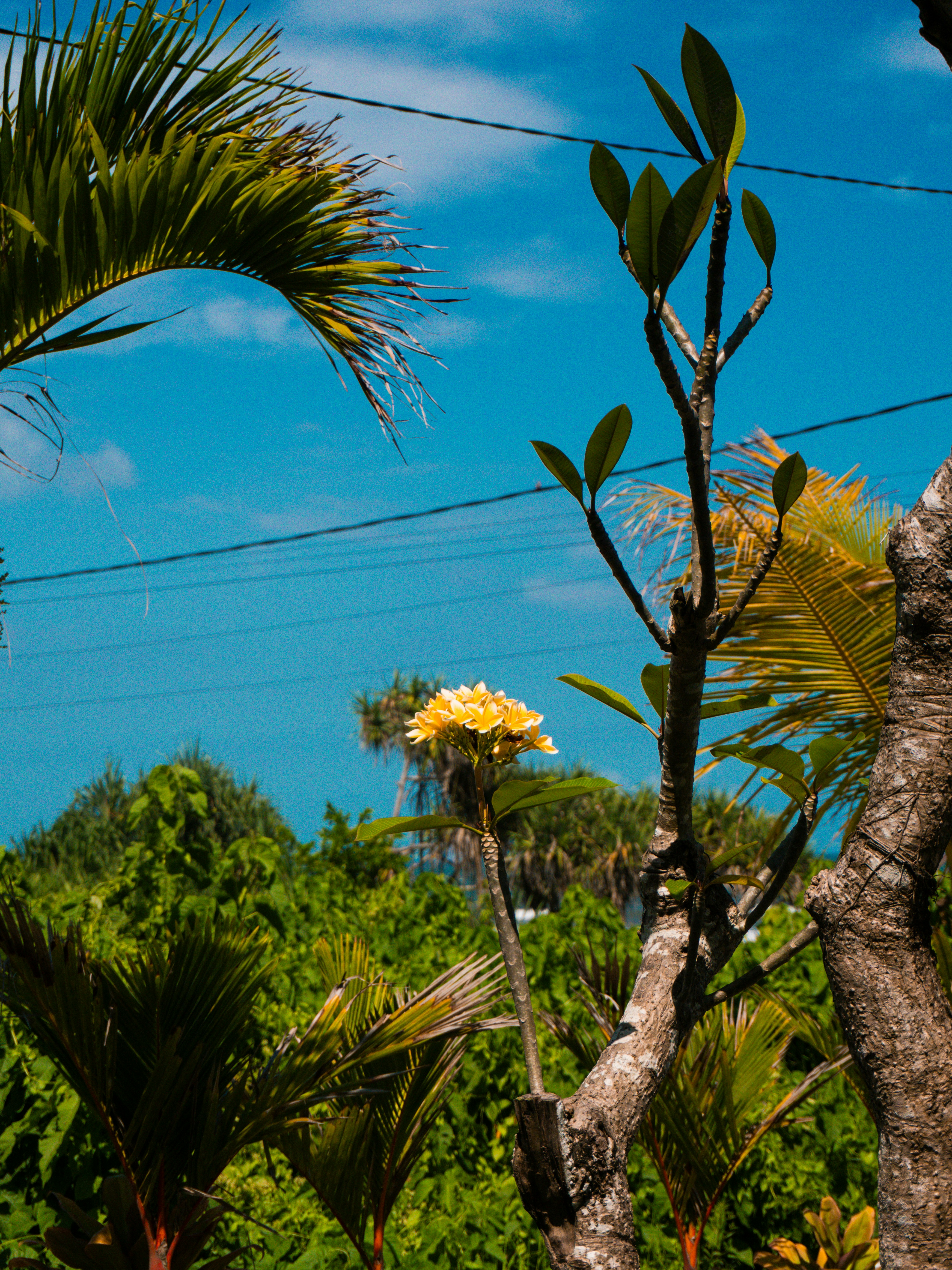 Sunlit Orchid in a Tropical Veranda