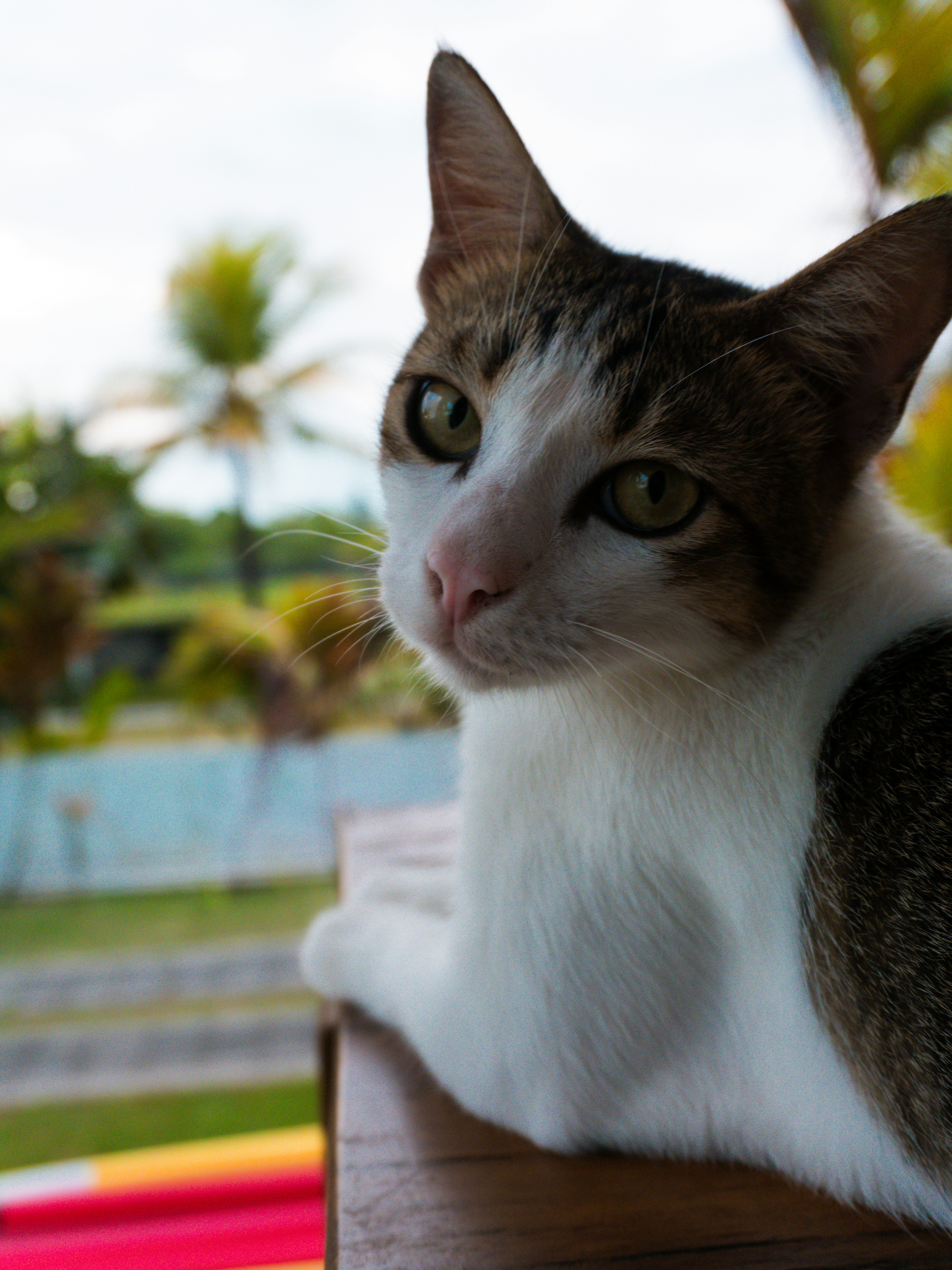 A white and brown cat looking intently outdoors.