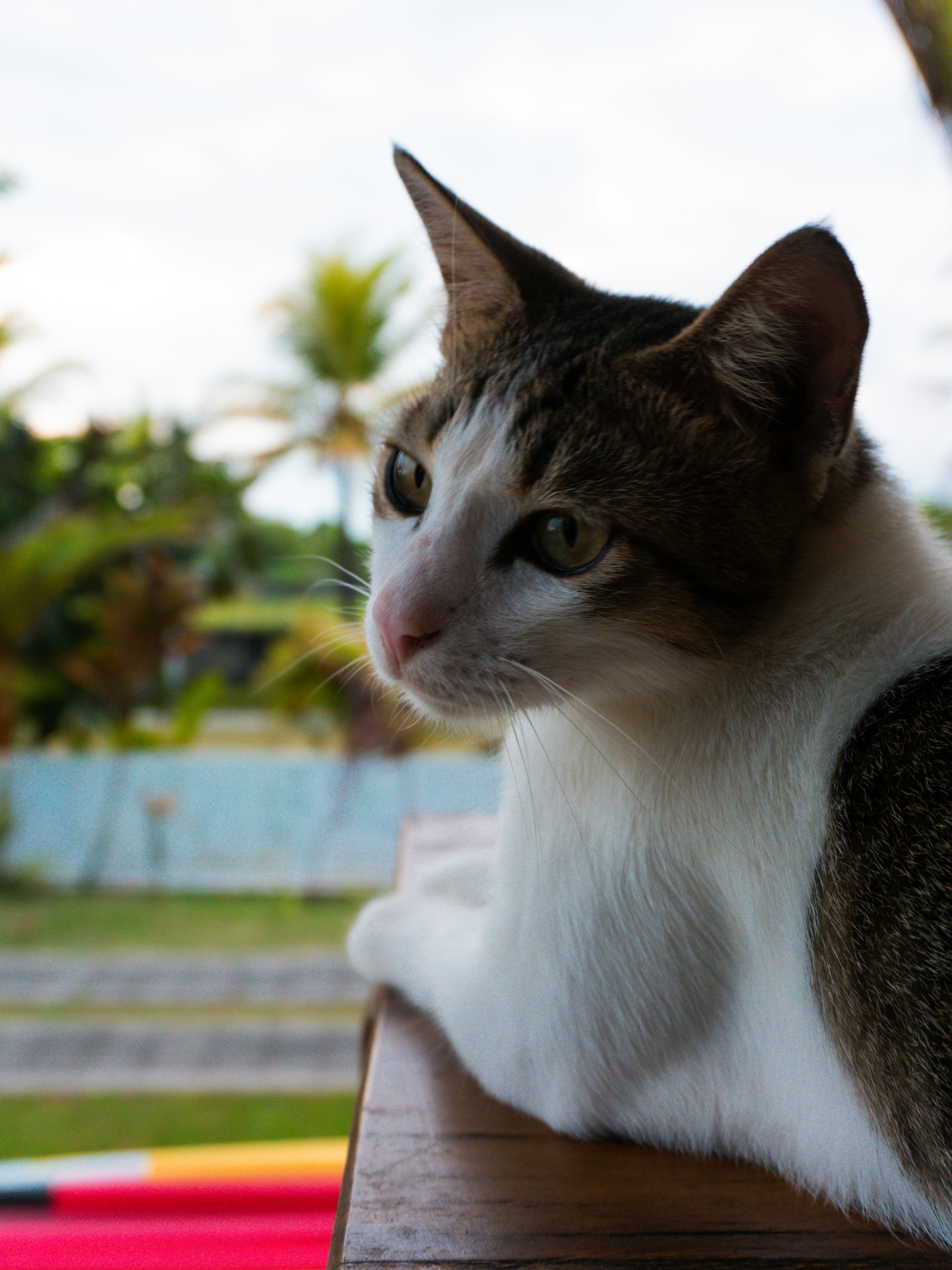 Curious Gaze over a Sunlit Terrace