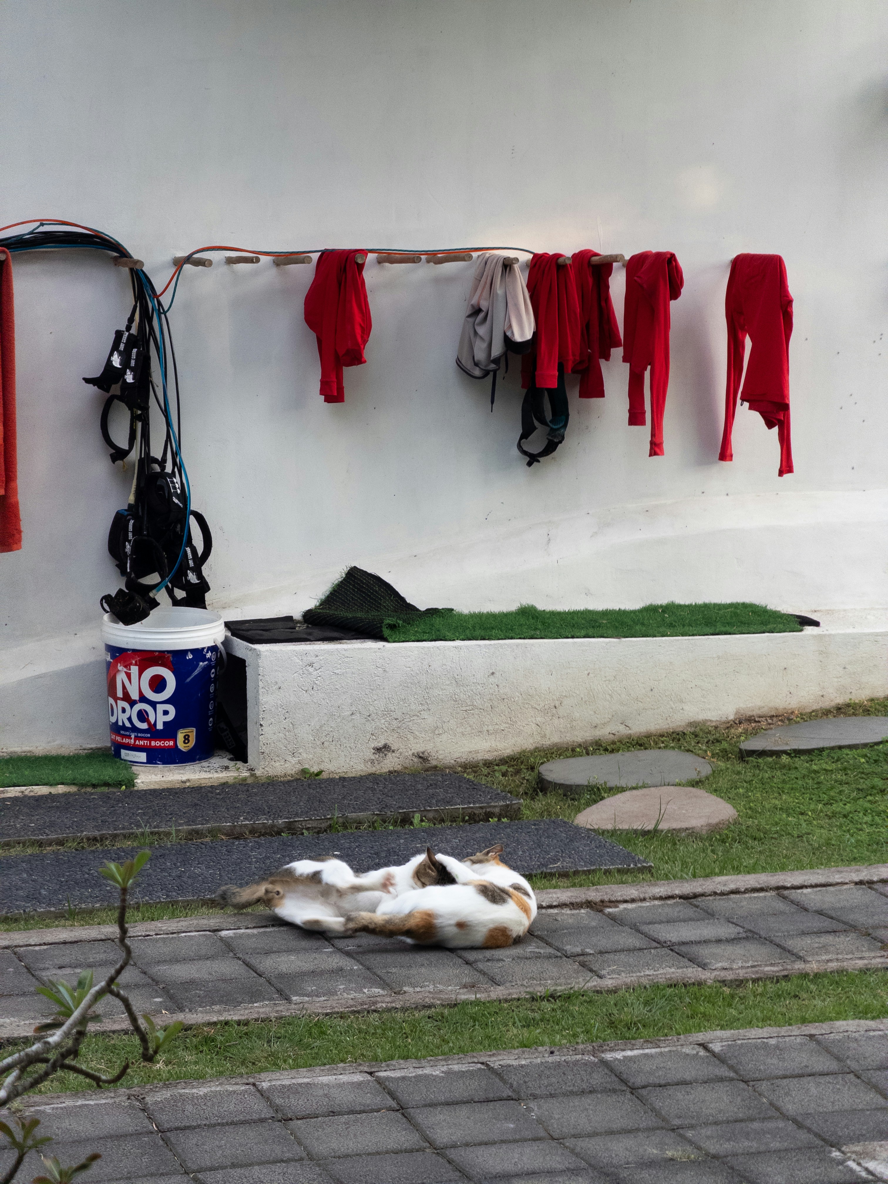 Nap in the Outdoor Gym: a sleepy cat by the clothesline