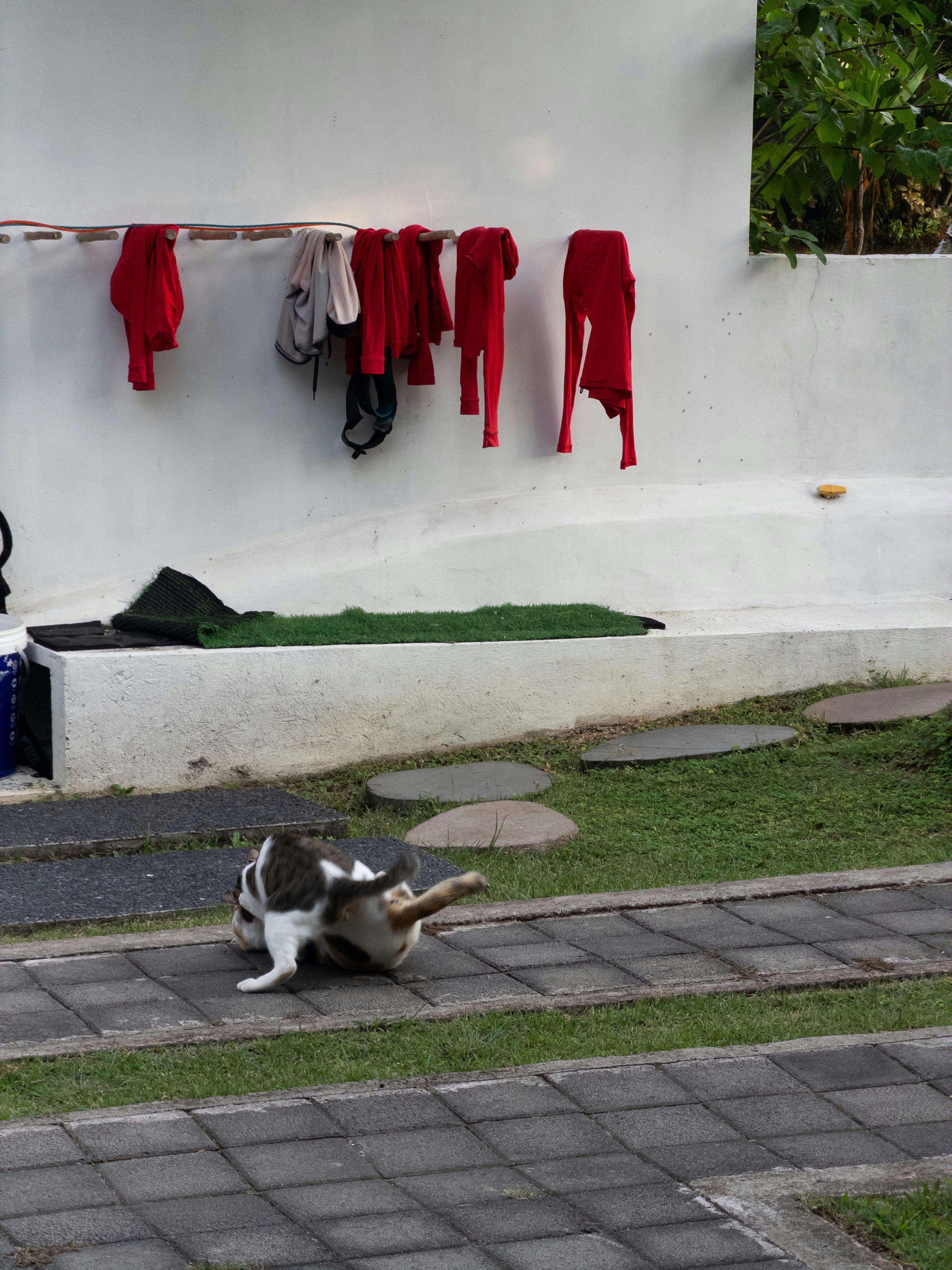A cat rolls on green grass with red clothes drying.