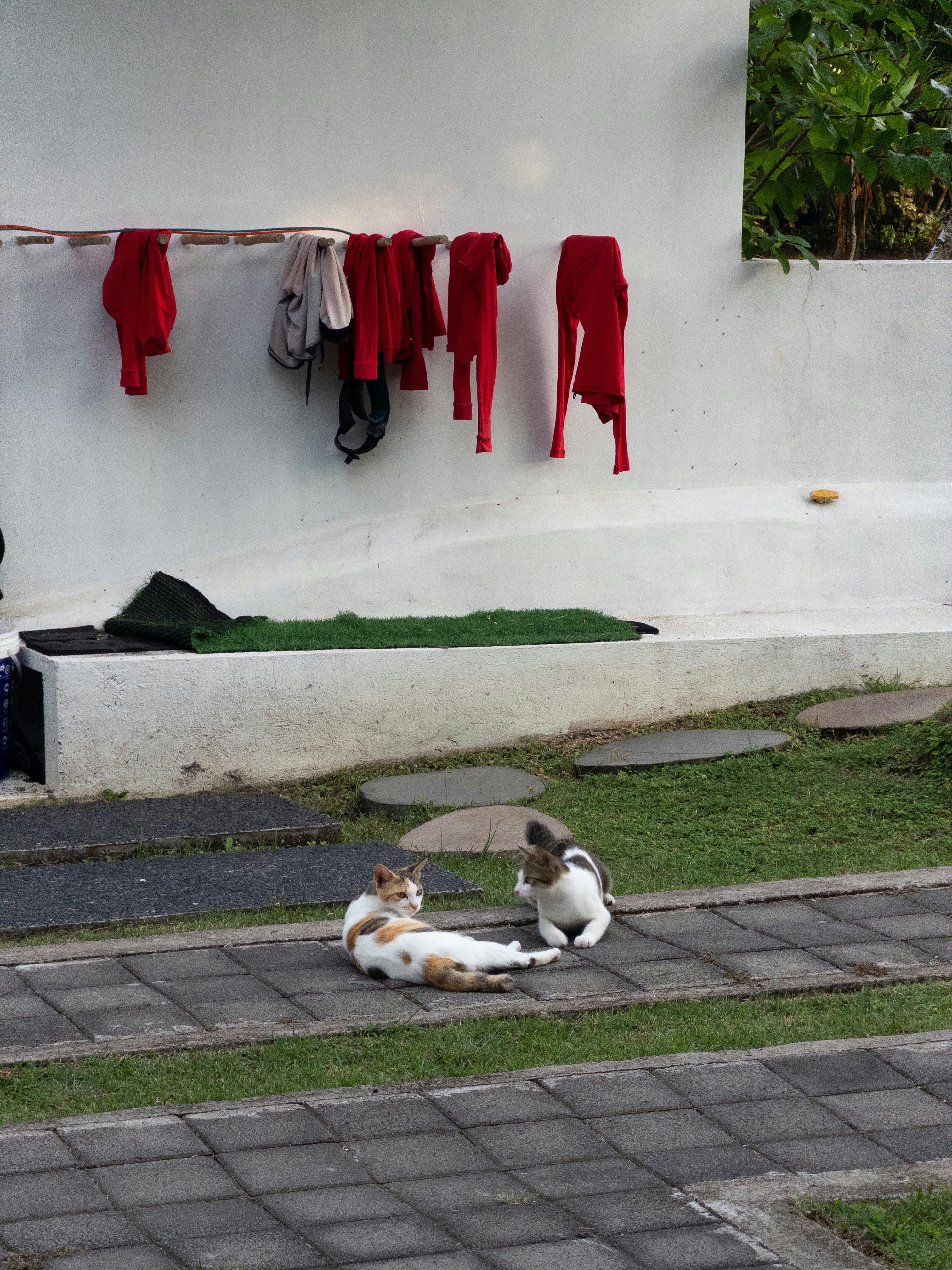 Two cats on a sunlit courtyard chatting under a red-draped clothesline