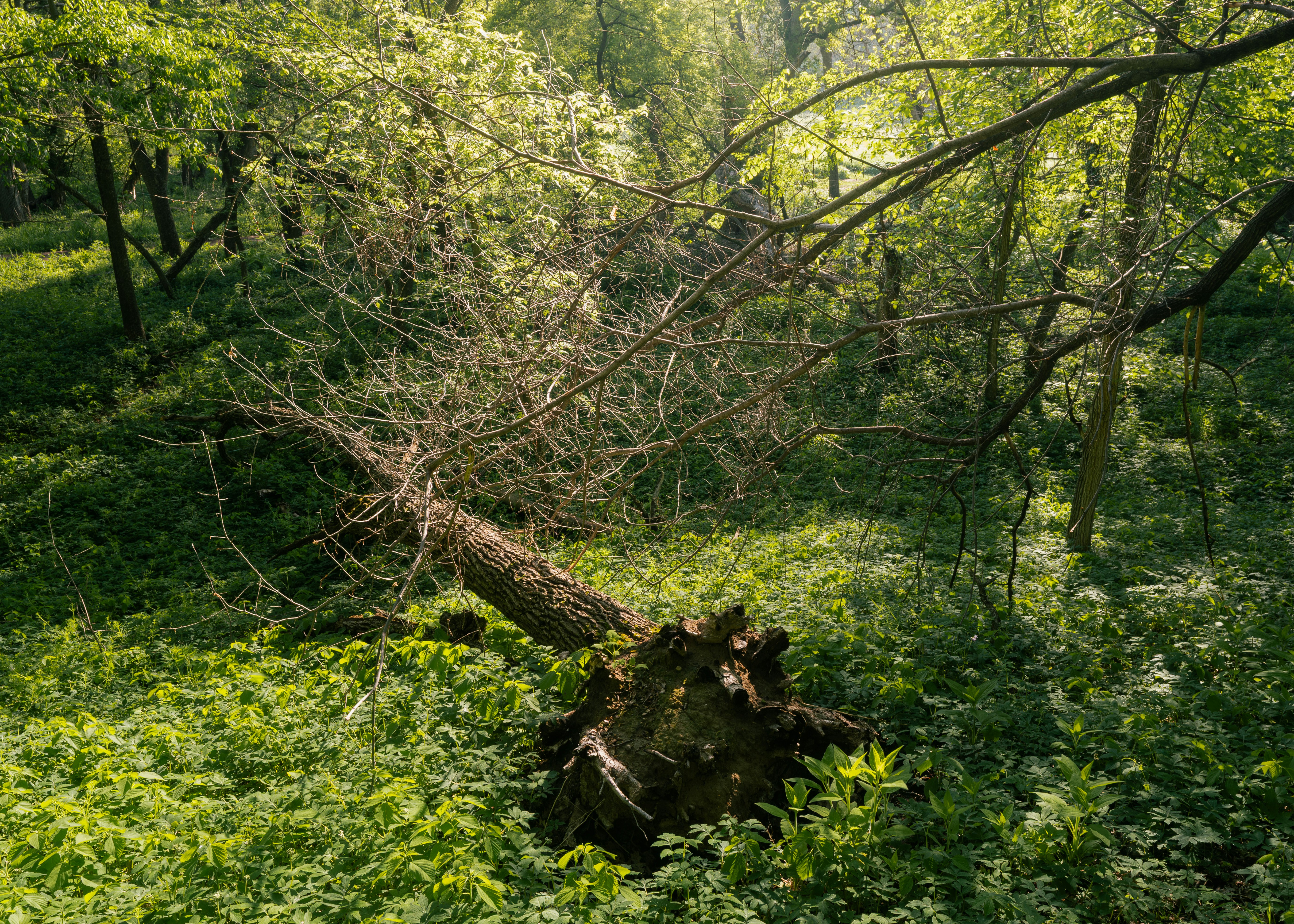 Fallen World Tree: A Sunlit Break in the Green Understory
