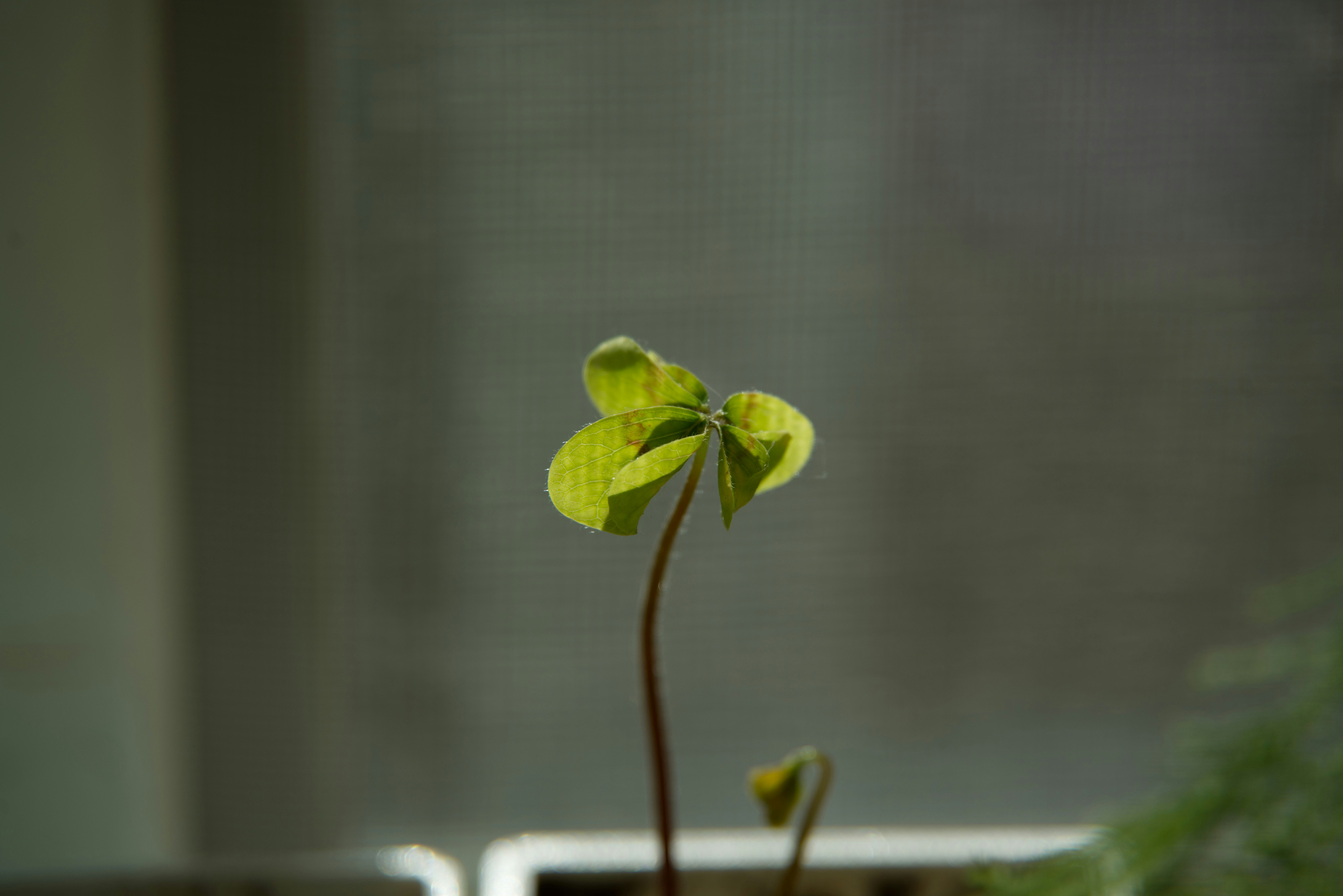 A Fragile Sprout Reaching Toward Light