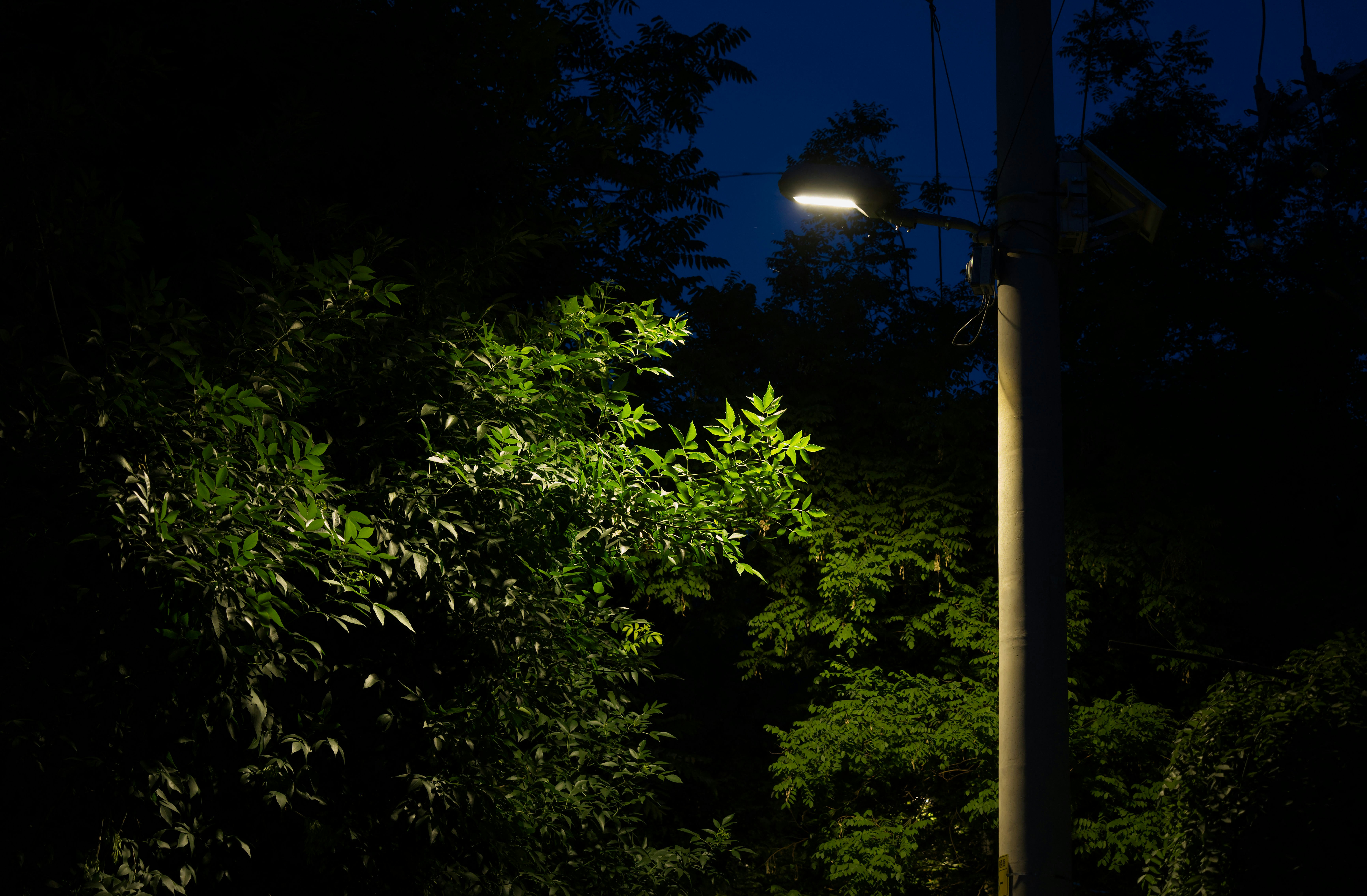 Street light shining on green trees at night.