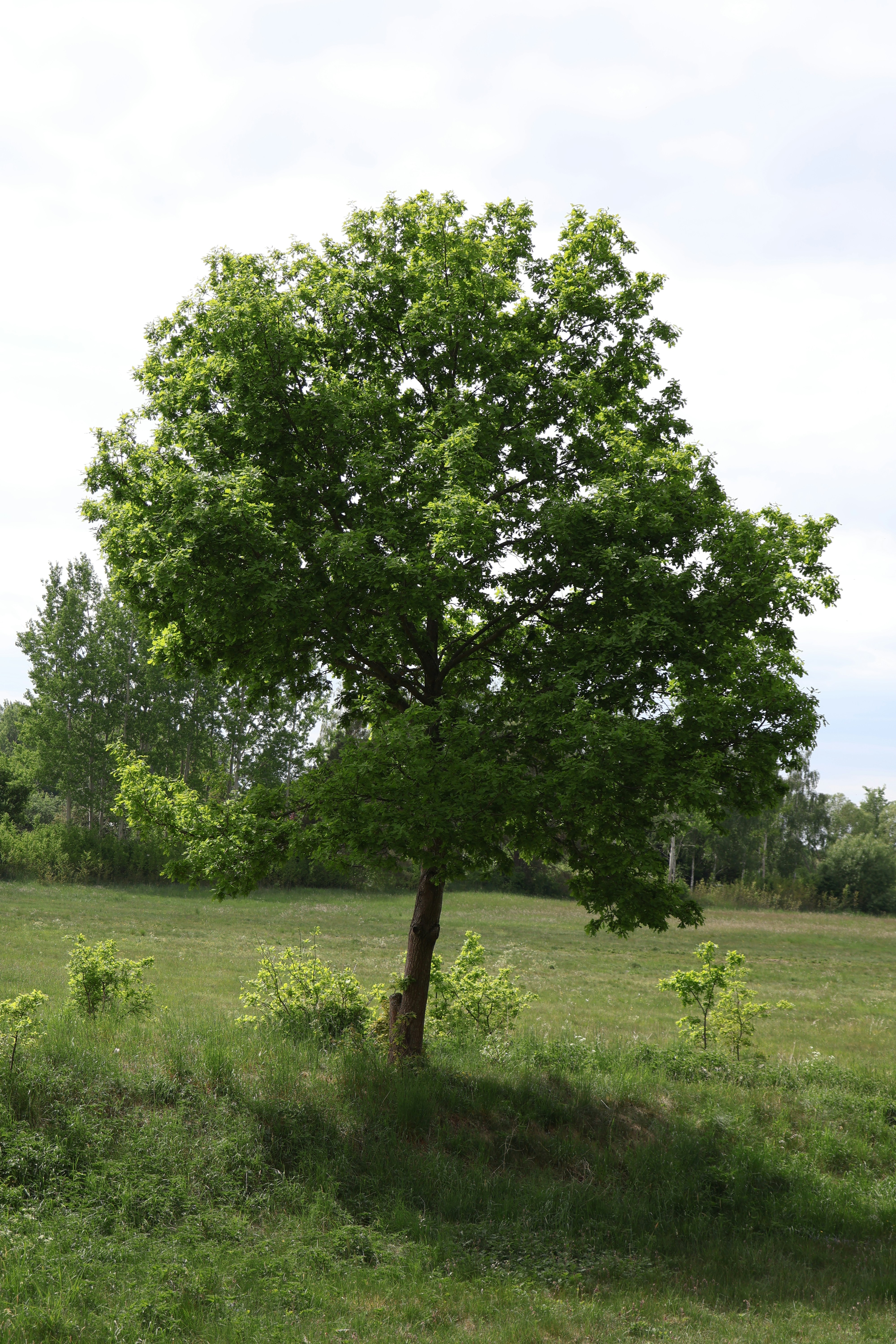 Lone Green Canopy Standing Against Open Field
