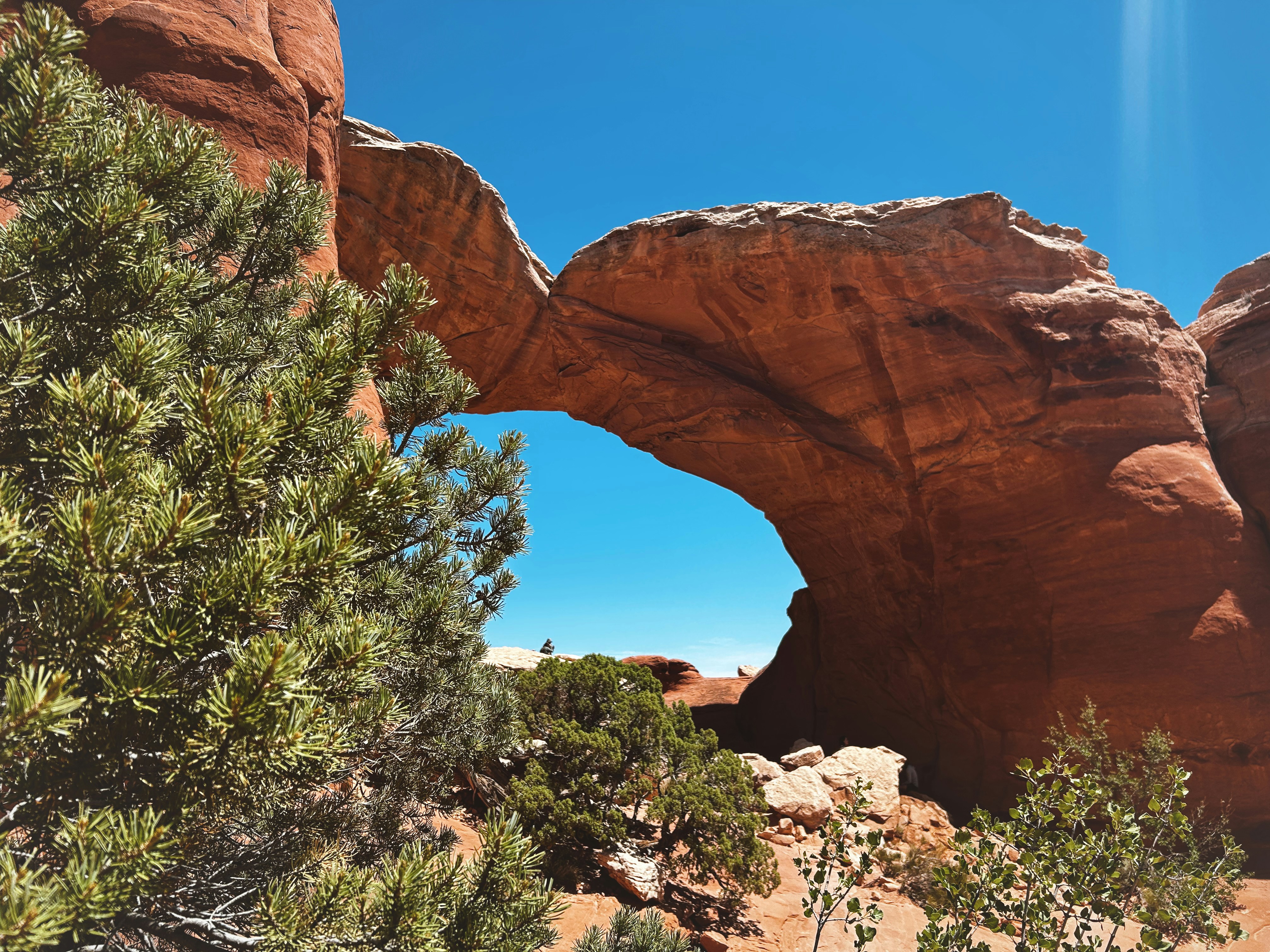 Desert Arch Framed by Pine and Crimson Cliff