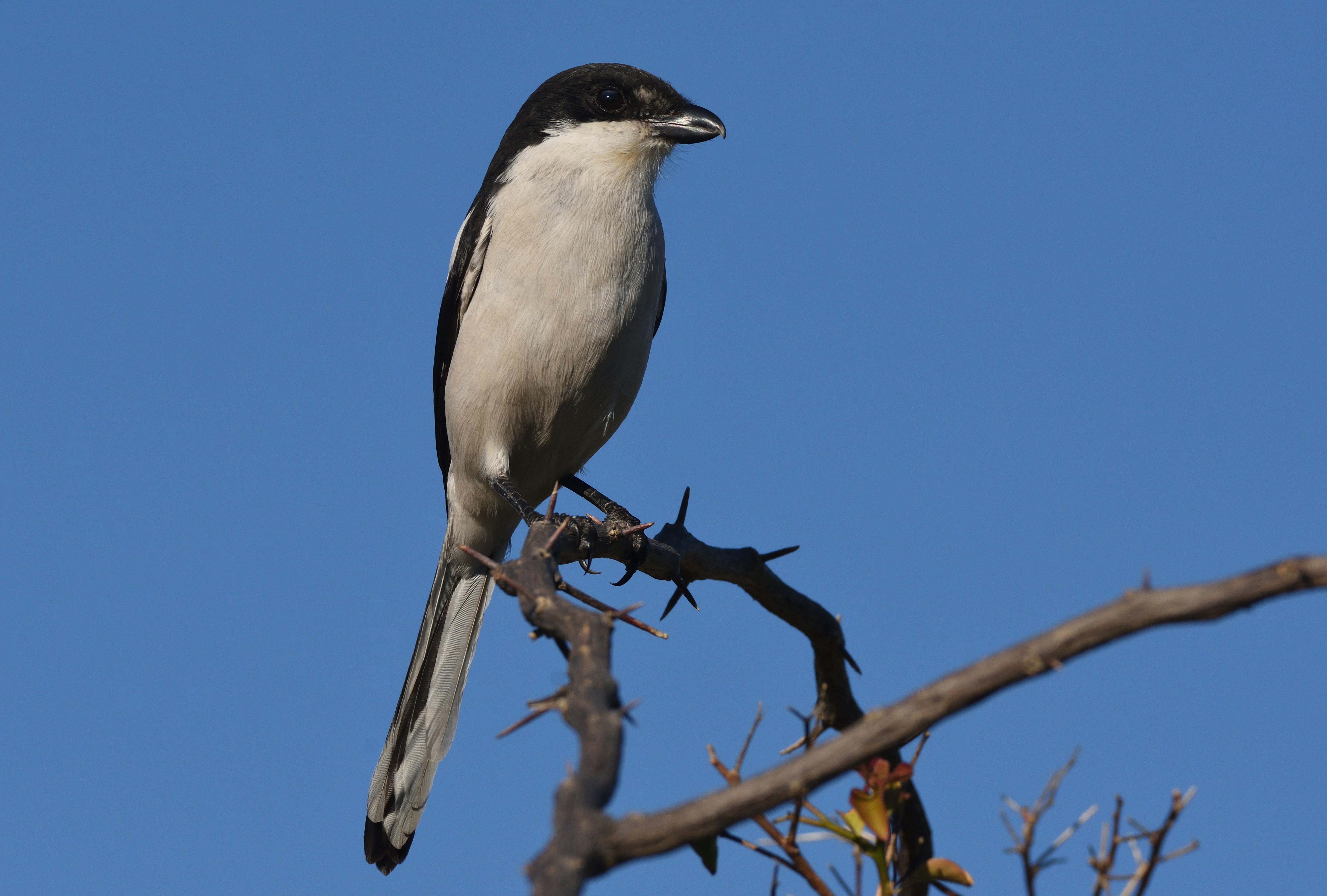 Black-and-White Warbler Perched Against a Clear Blue Sky