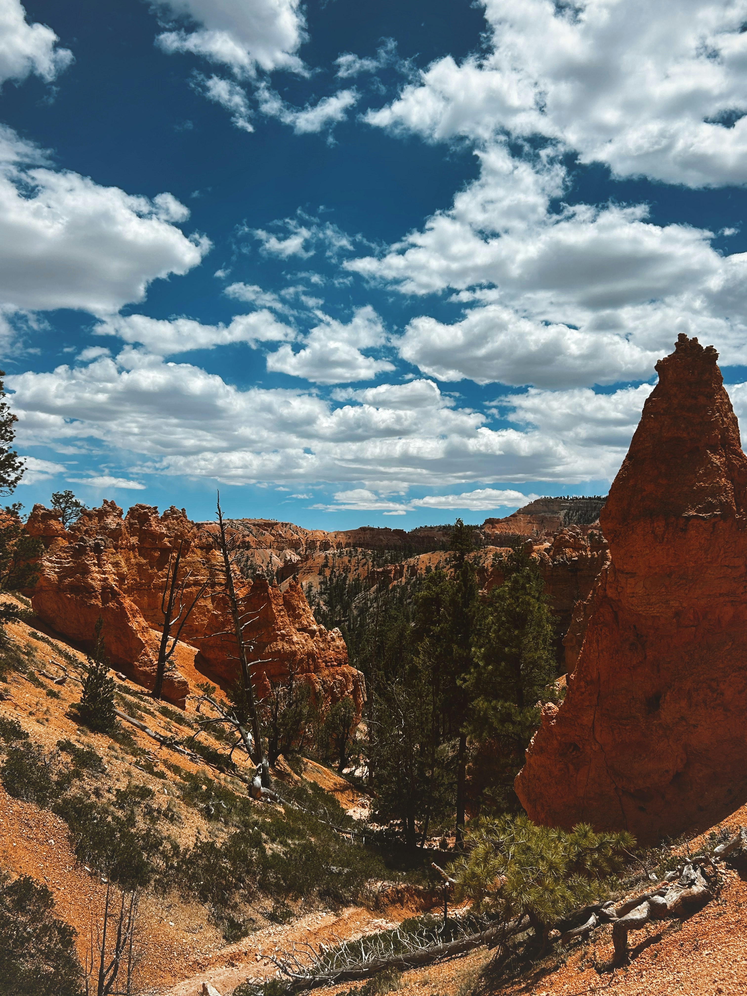 Stone Spire and Sky: Canyon Pines Under a Lapis-Blue Sky