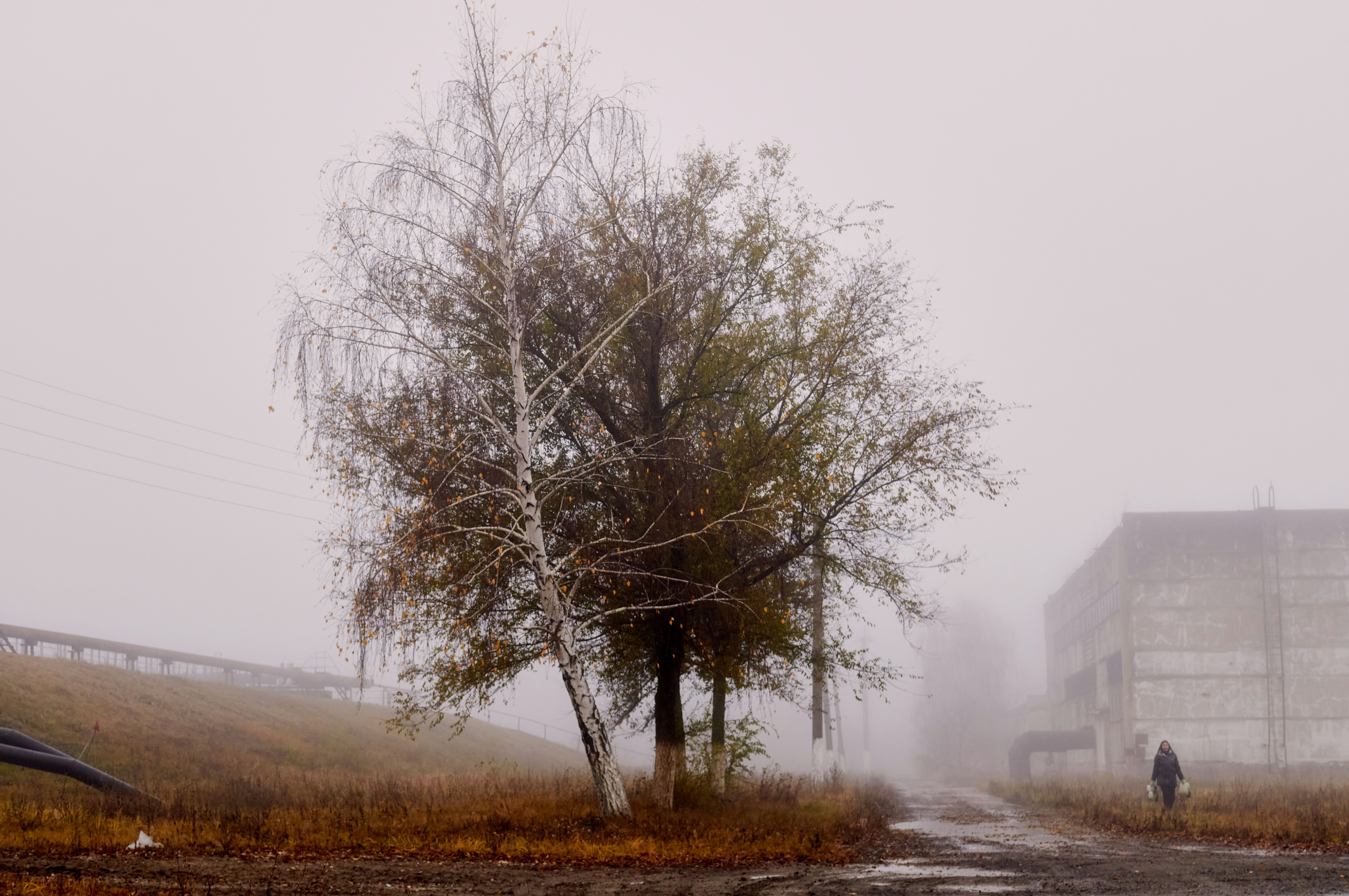 Lonely Tree on a Fog-Washed Avenue