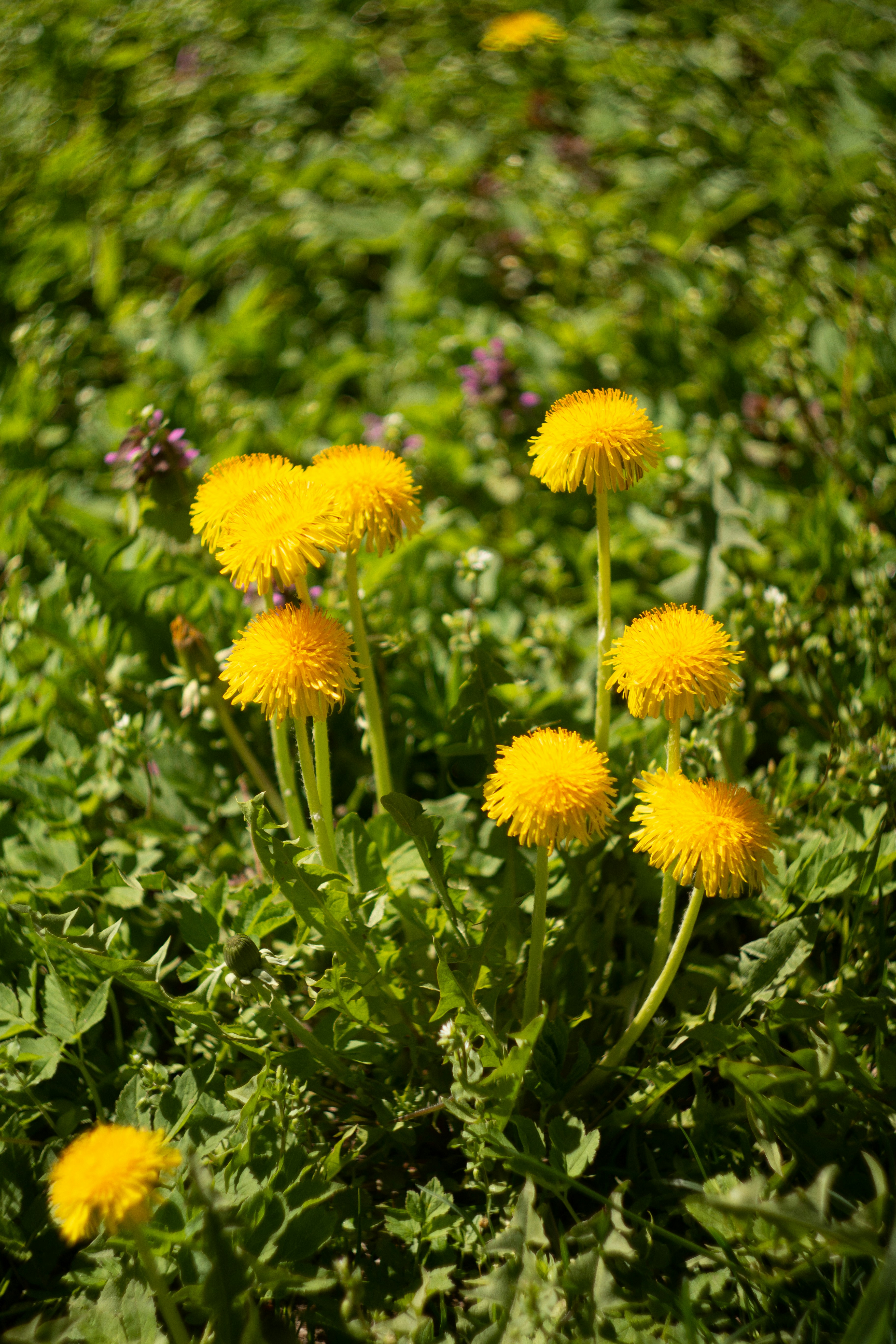 Golden Dandelion Parade in Spring Sun