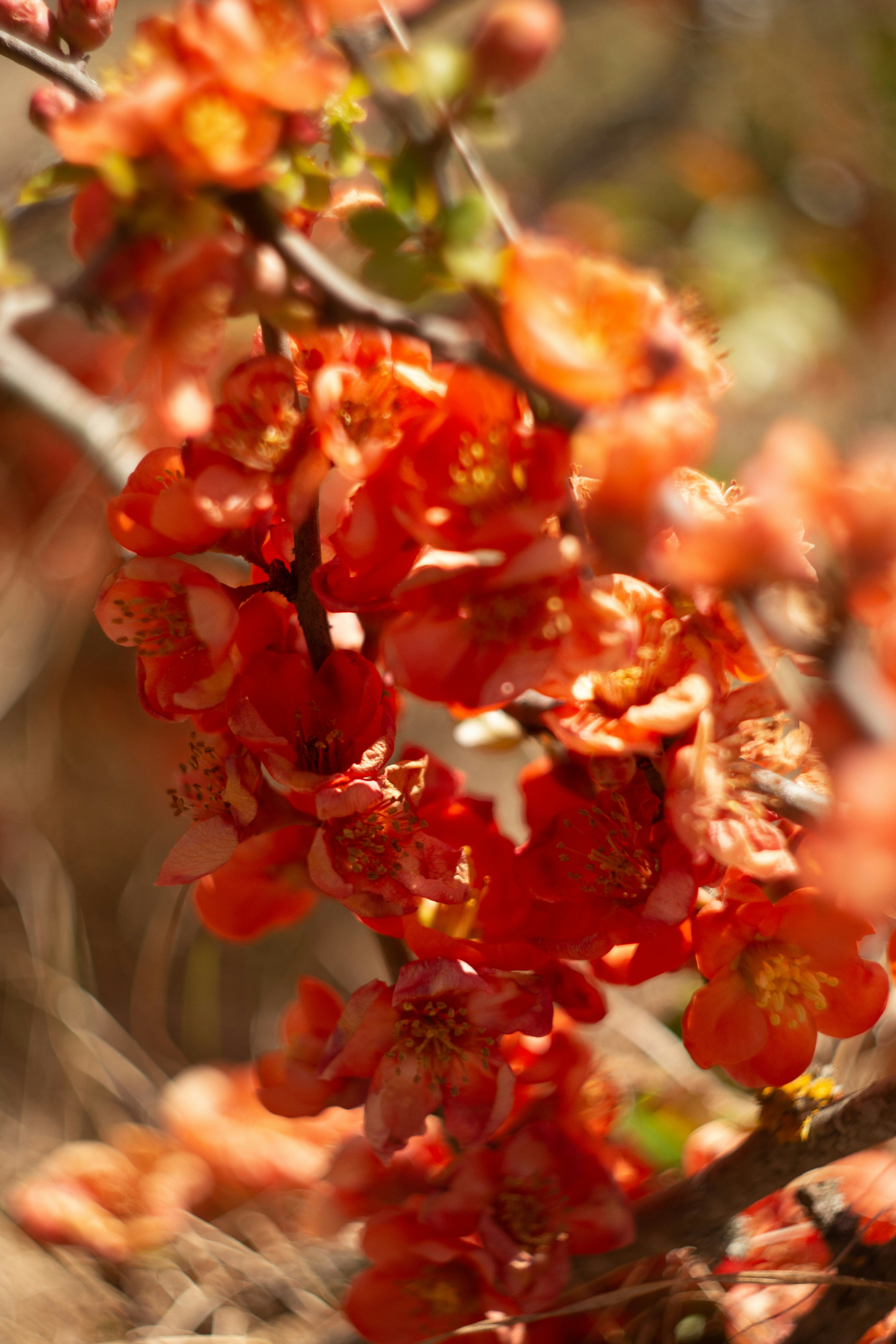 Crimson Bloom Cluster in Soft Summer Blur