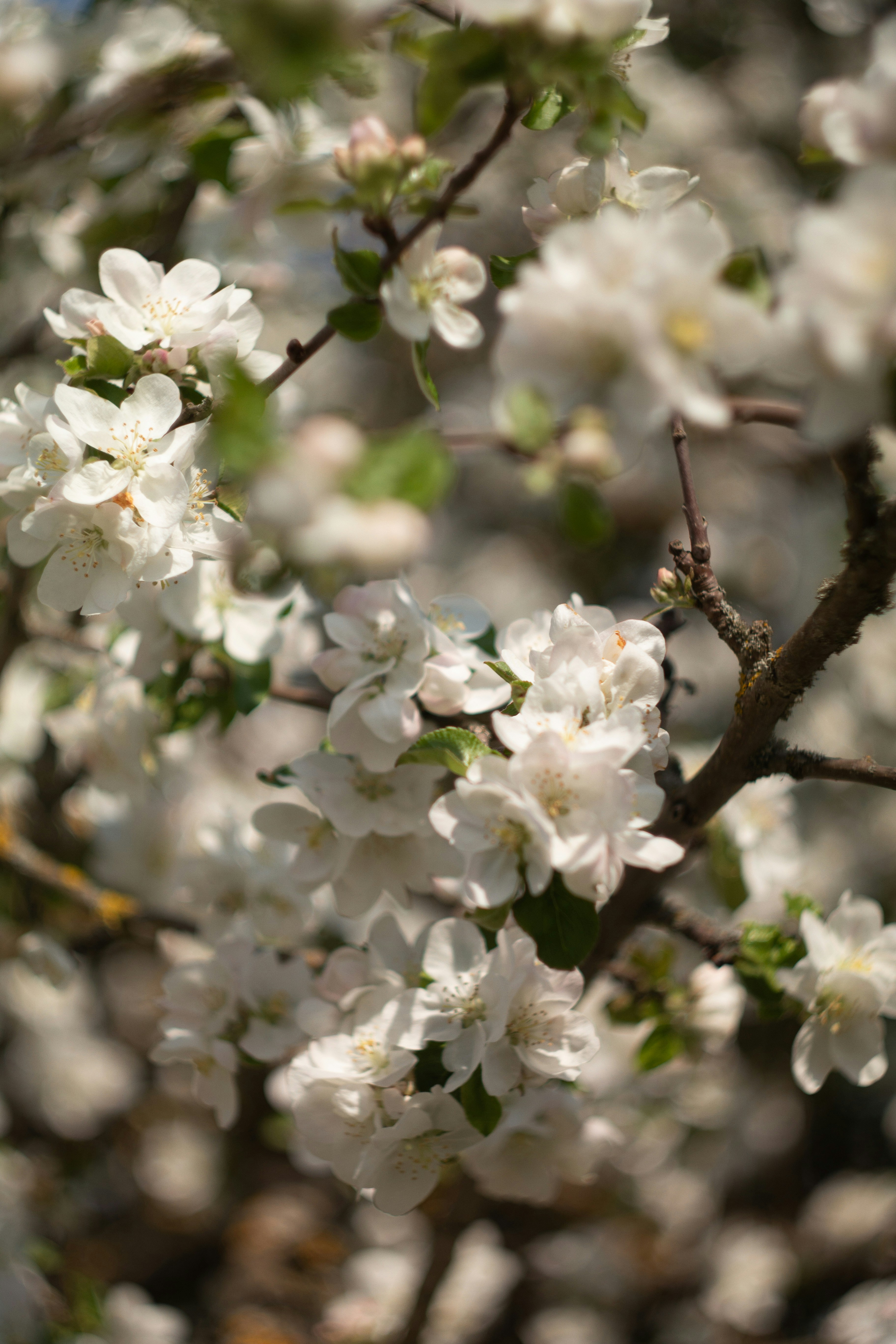 Whispers of Spring: A Cascade of White blossoms