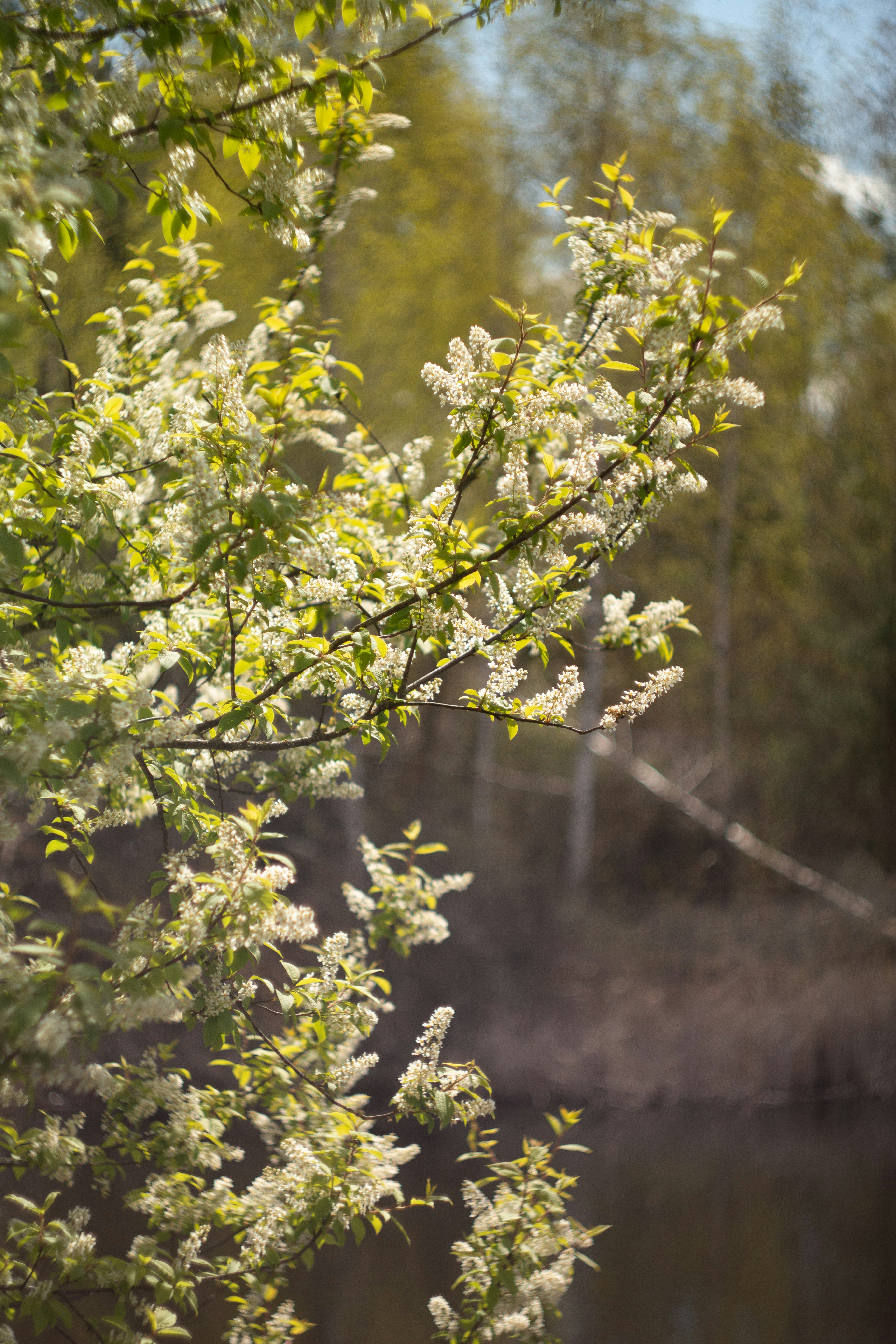 Flowering Branches at the Water’s Edge