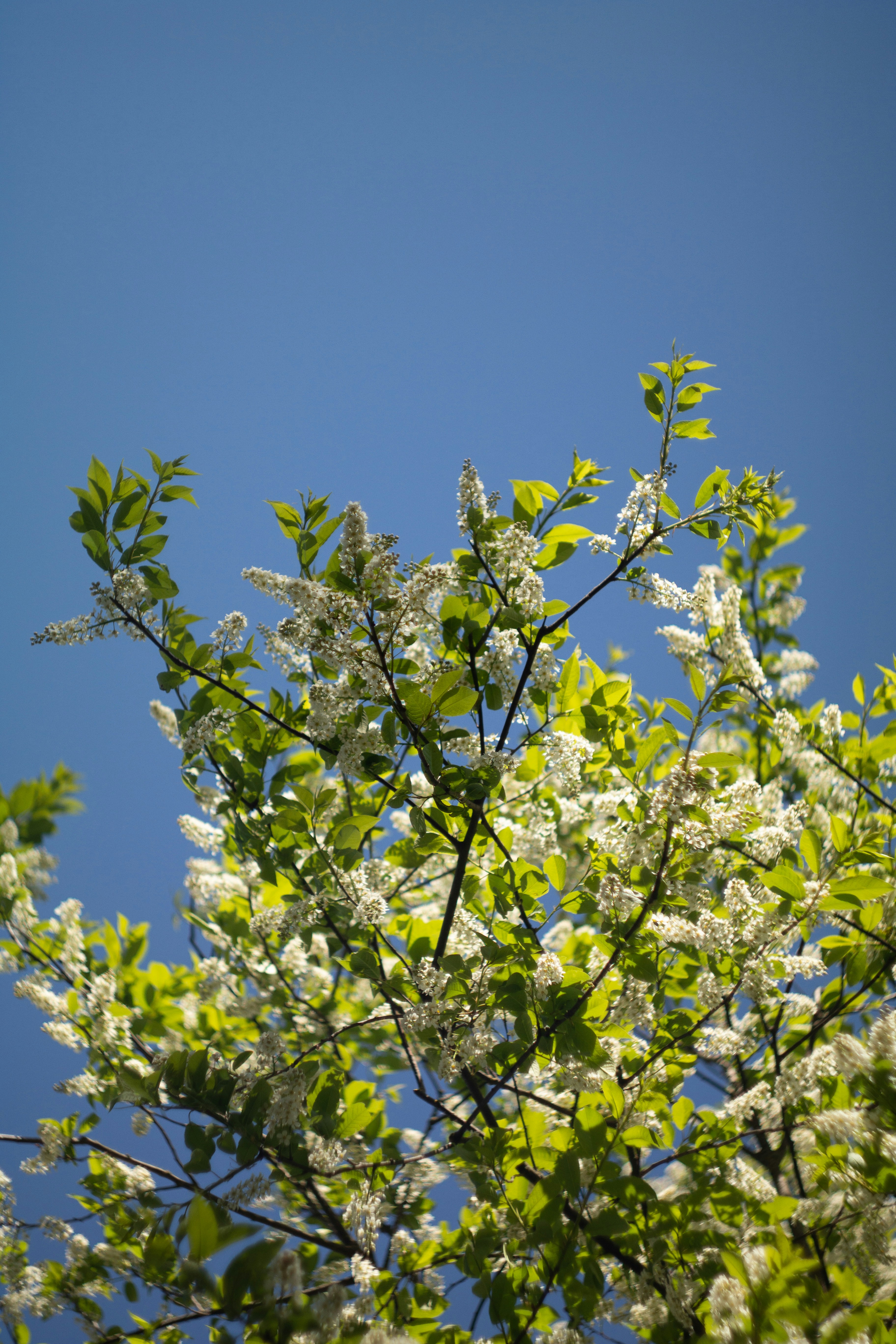 White-flowered blossom crown against a spring blue
