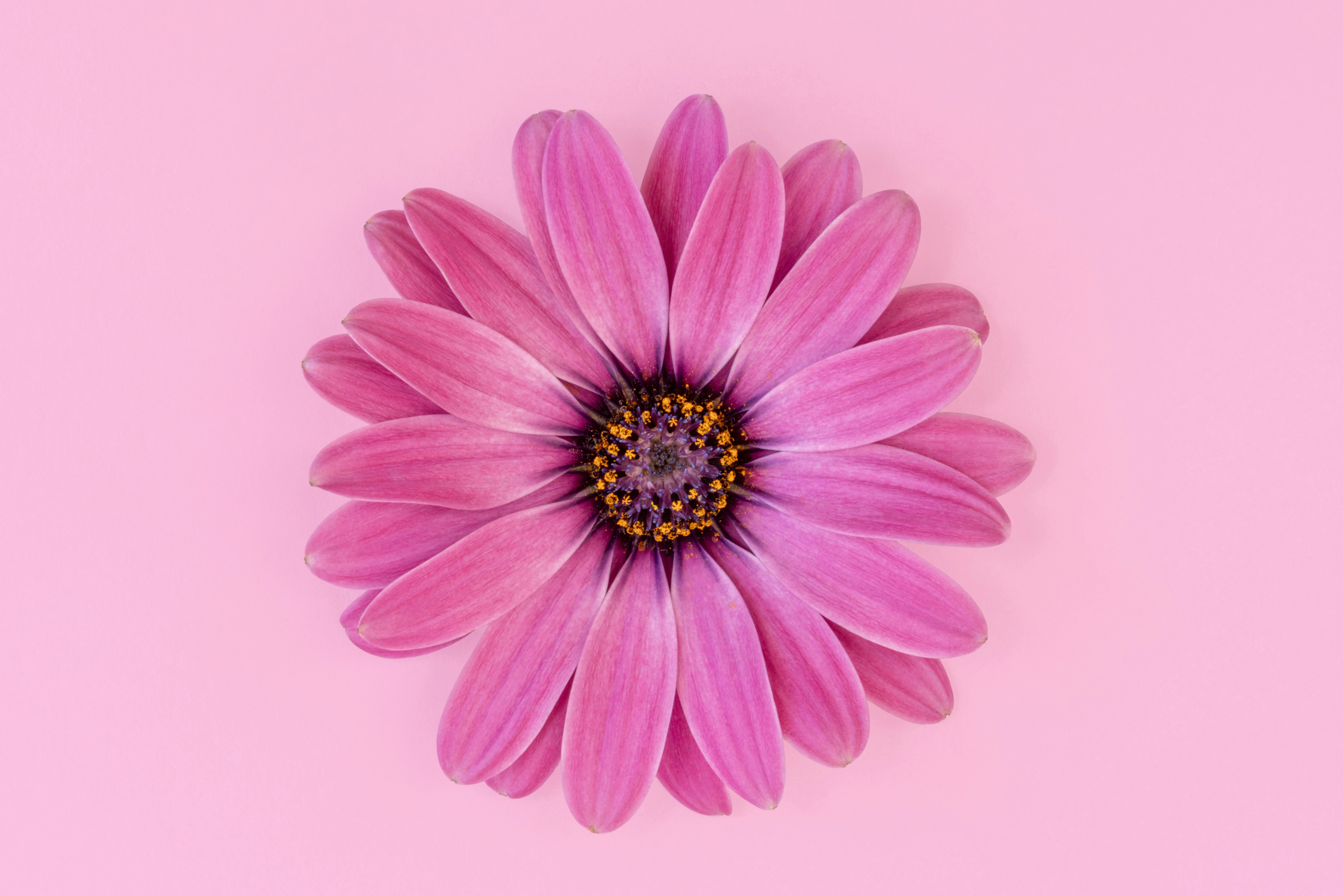 A vibrant pink daisy flower on a light pink background. photo – Free ...