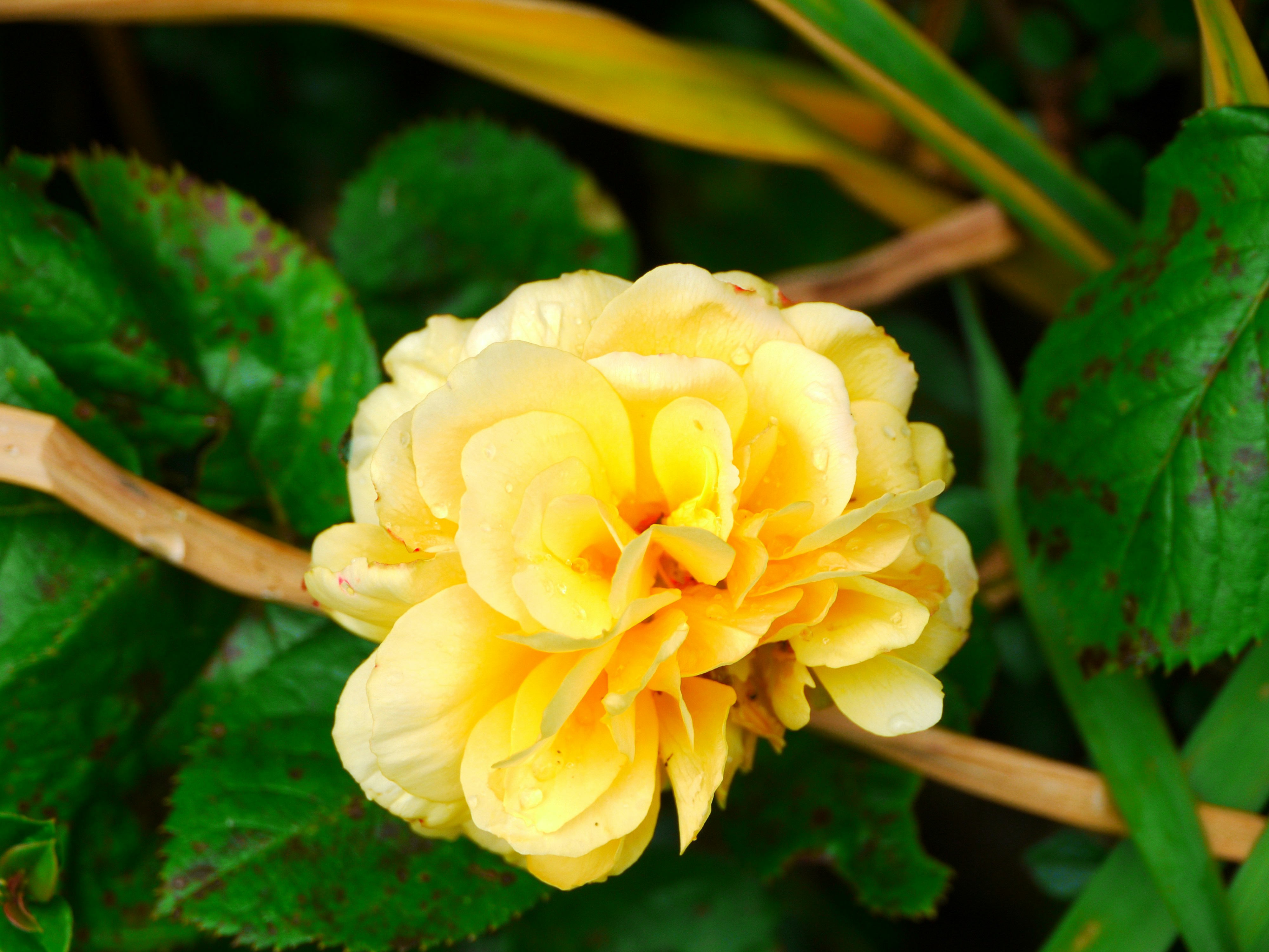 Golden Soft Bloom: Center Stage Yellow Rose