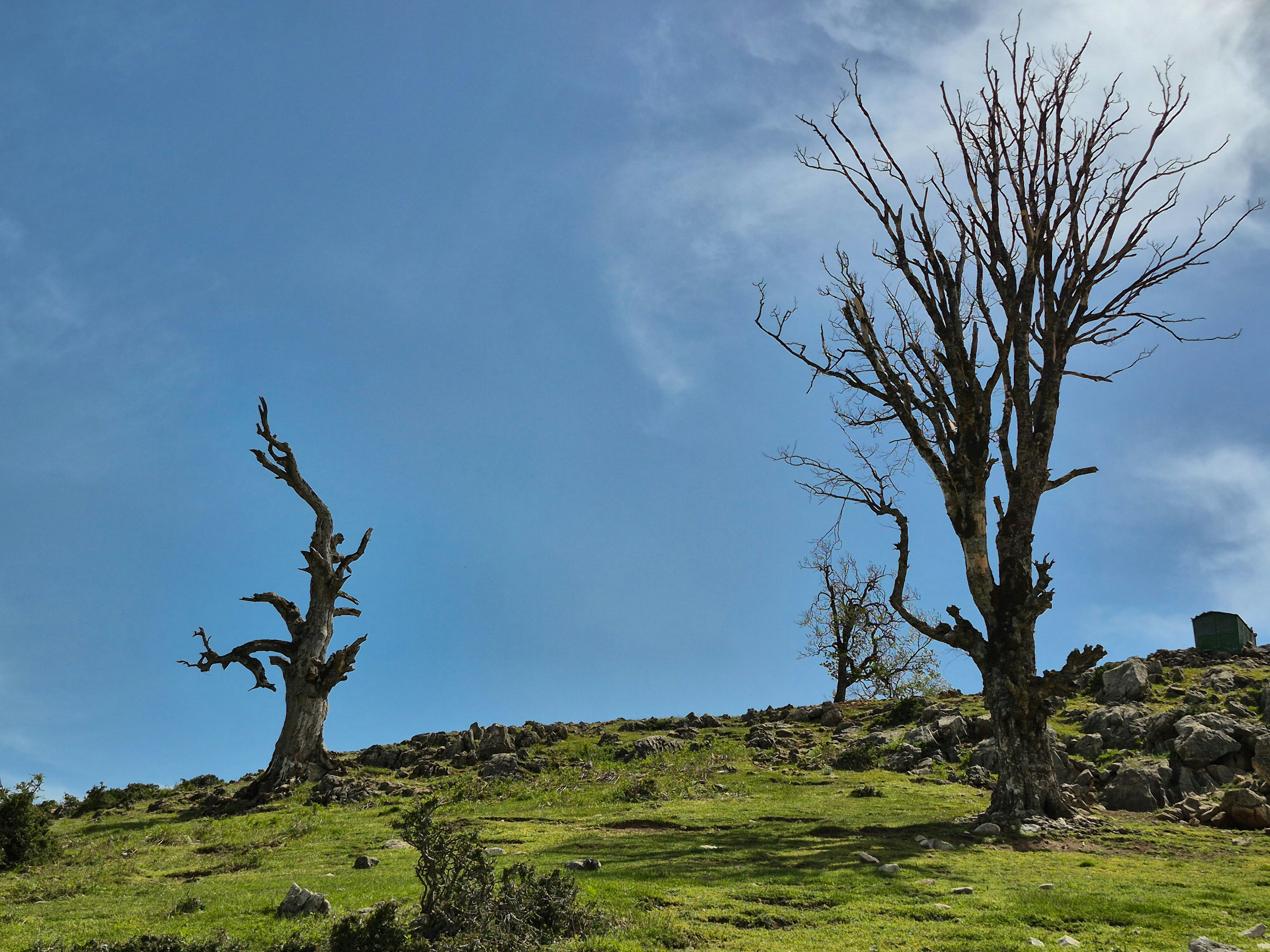Twinned Remnants on a Windswept Hill