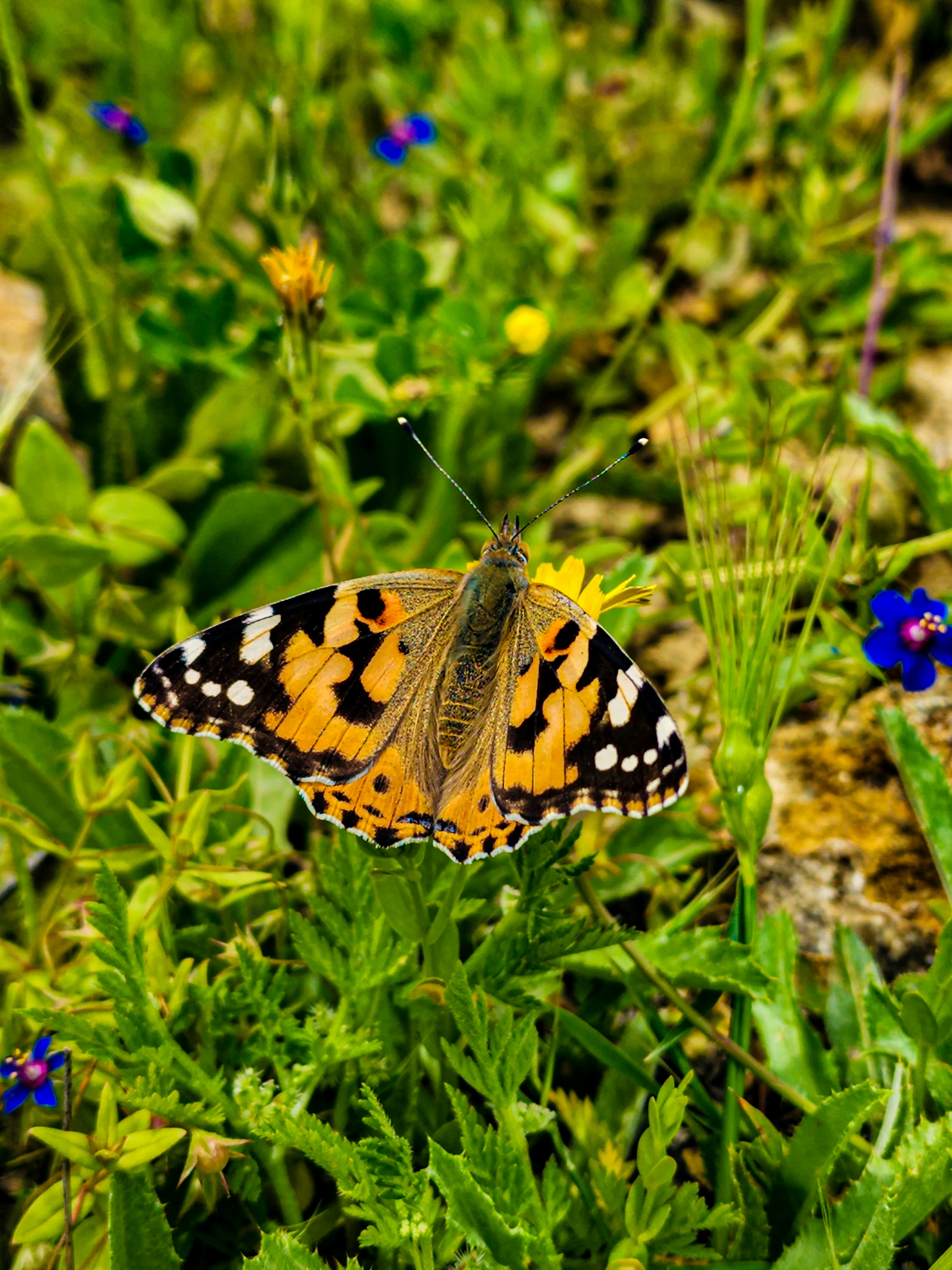 Orange-and-Black Butterfly Resting Amid Greenery with Wildflowers