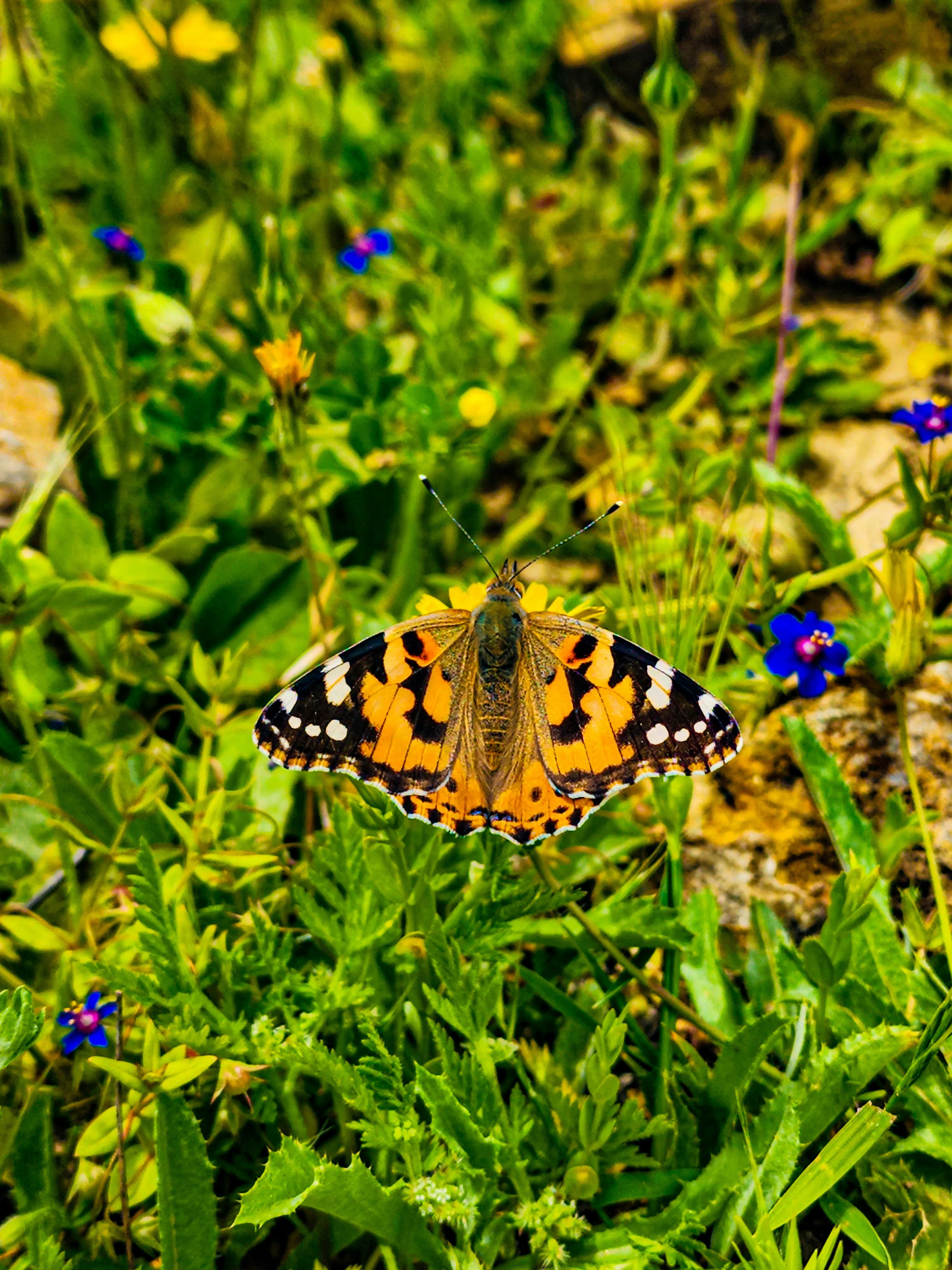 Painted lady butterfly on a yellow flower in green grass.