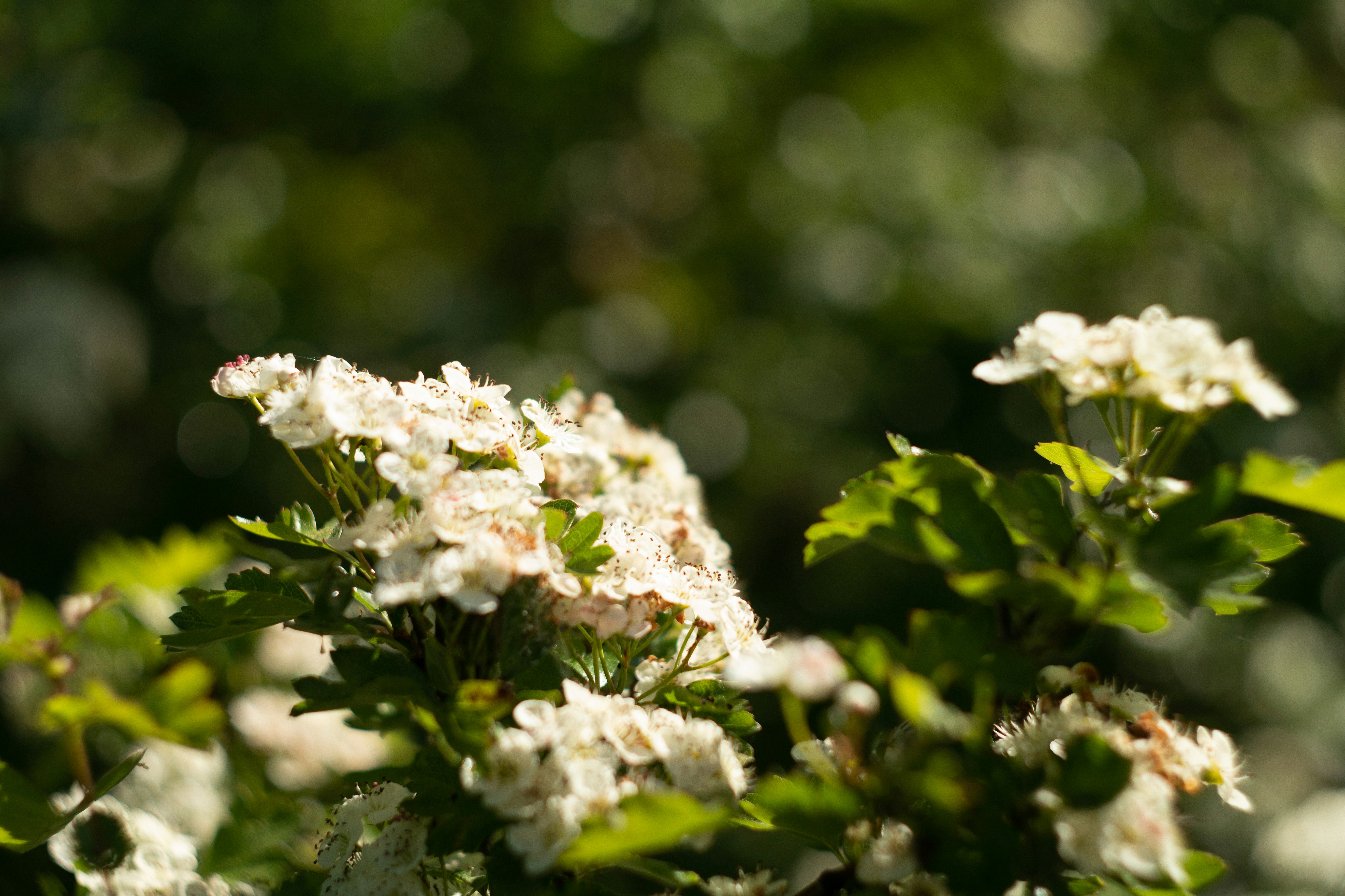 Soft Bloom in Focus: White Clustered Flowers Against a Blurred Green Backdrop
