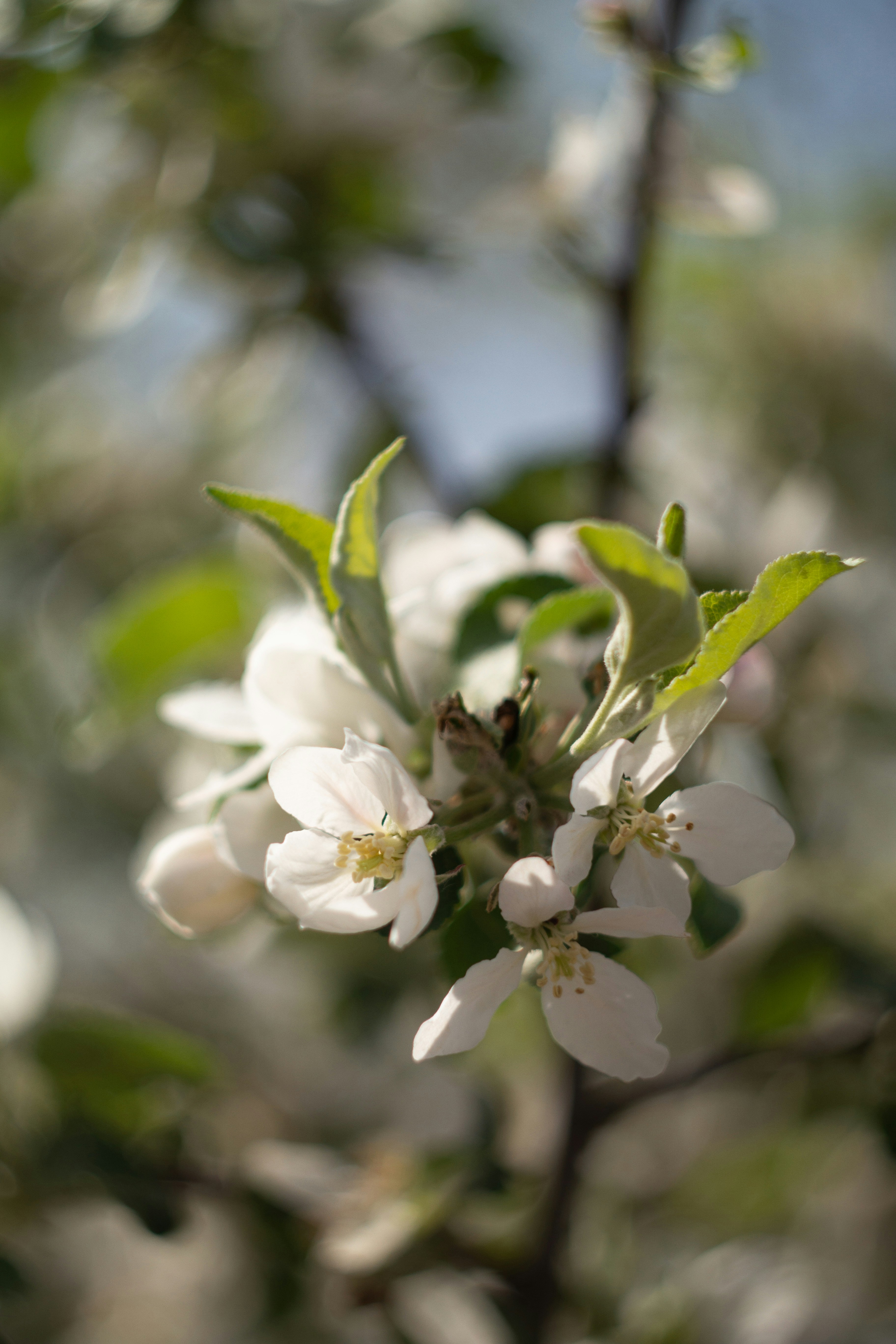 Blossoms in Soft Focus: A Delicate White-Flower Moment