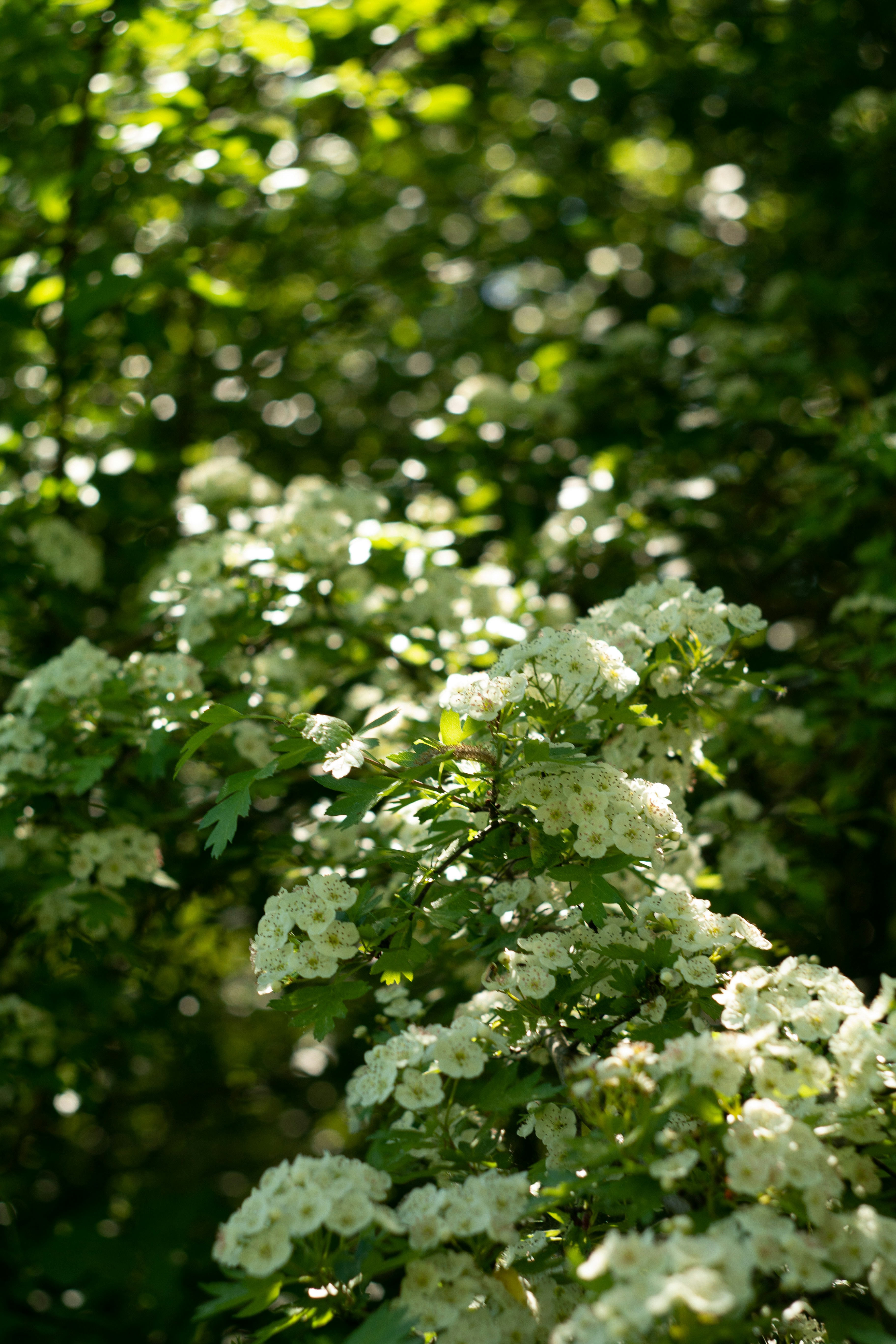 Powdery blooms in dappled shade