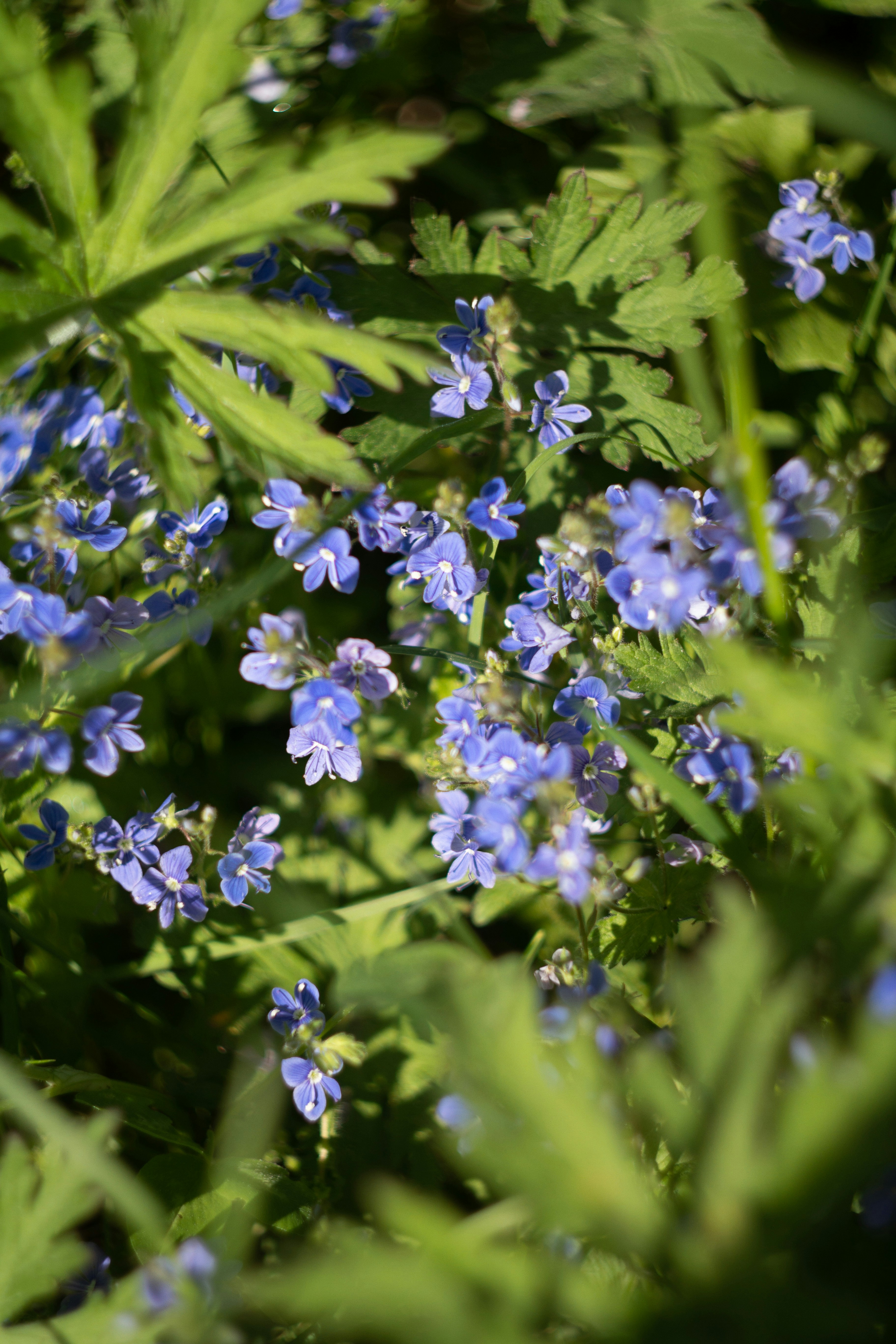 Blue blooms through verde foliage: a sunlit patch of tiny periwinkle flowers