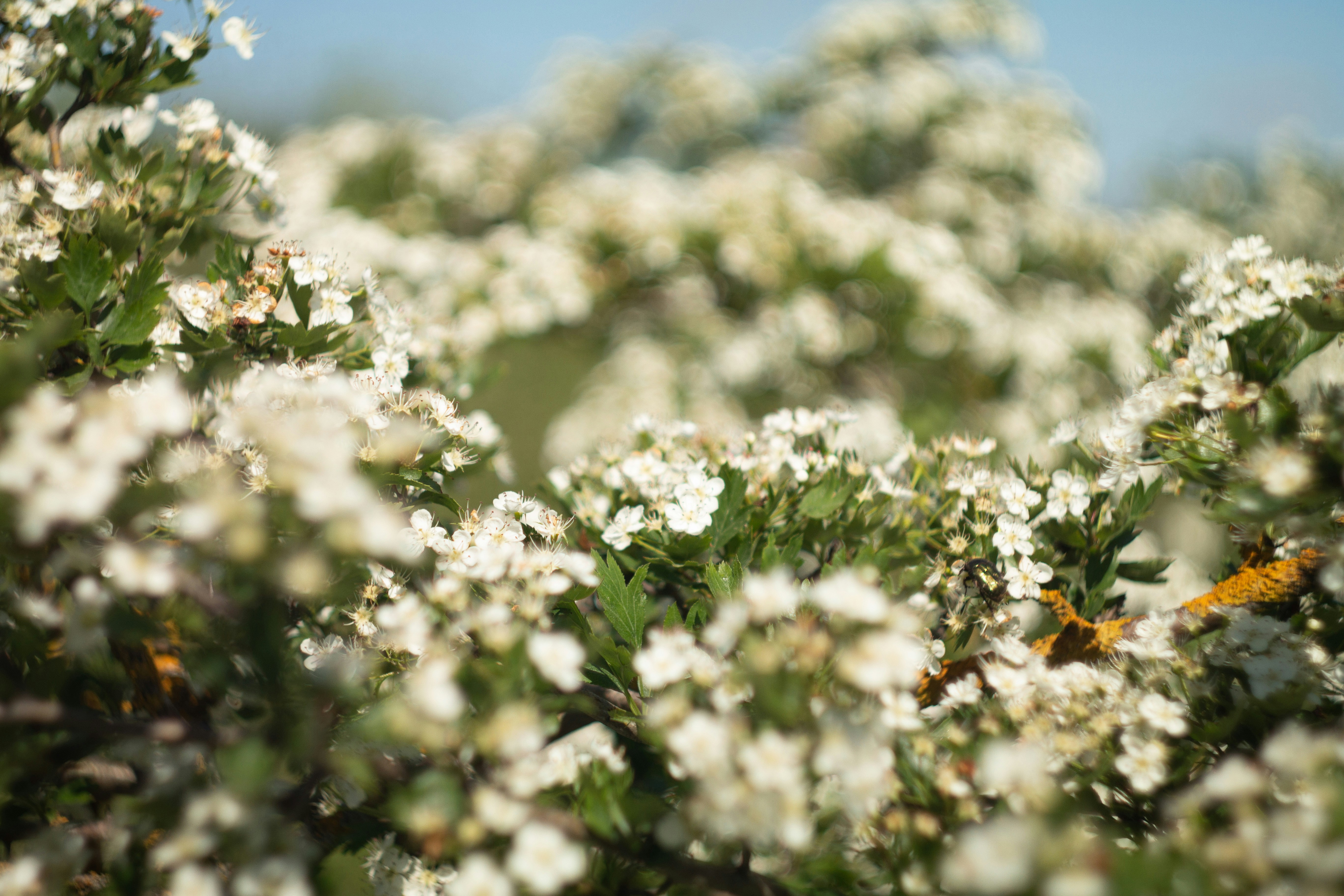 Carpet of White Blossoms: Subtle Shimmer across a Blooming Hedge