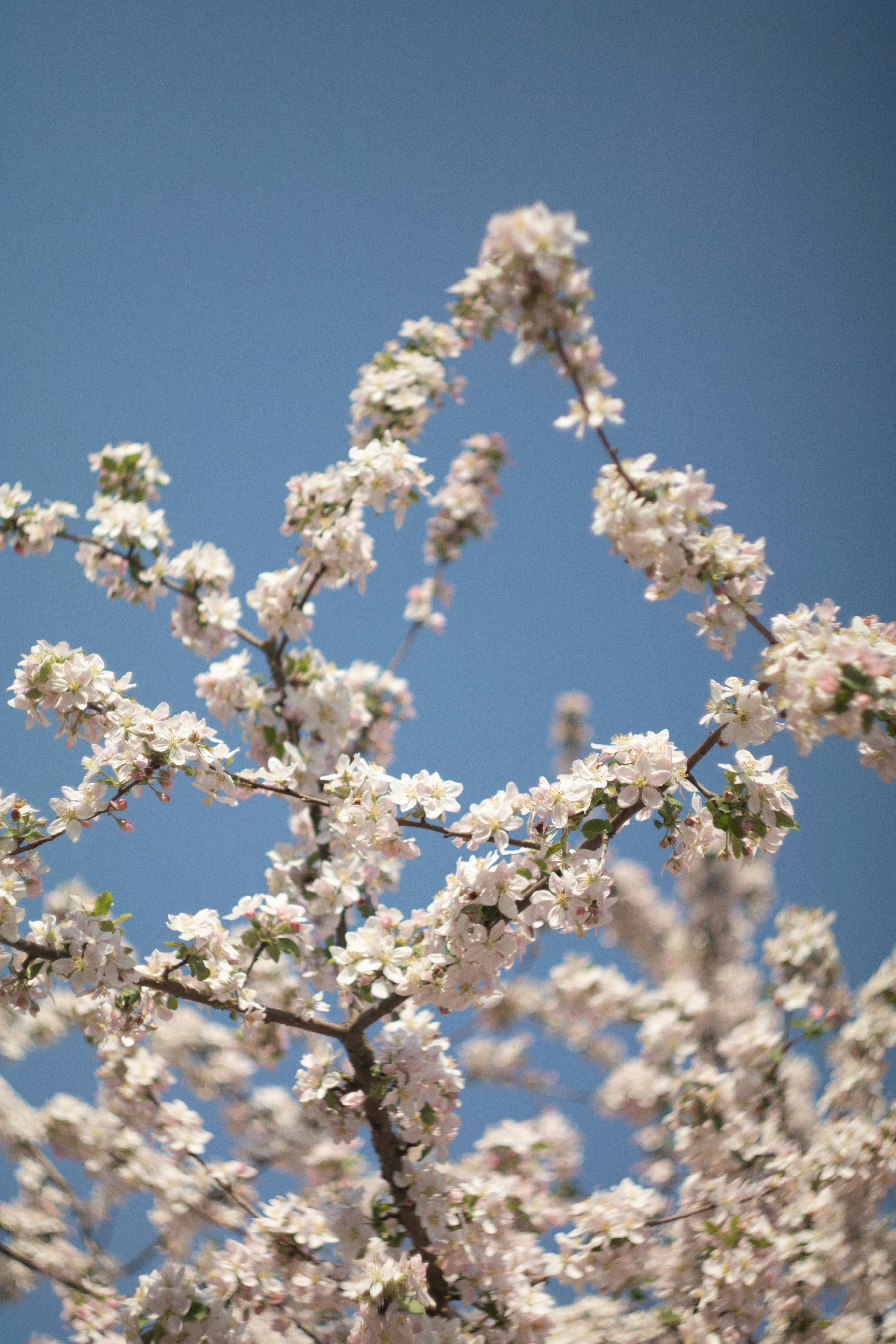 Blossoming branches reach across a bright blue sky with soft-focus petals and a shallow depth of field.