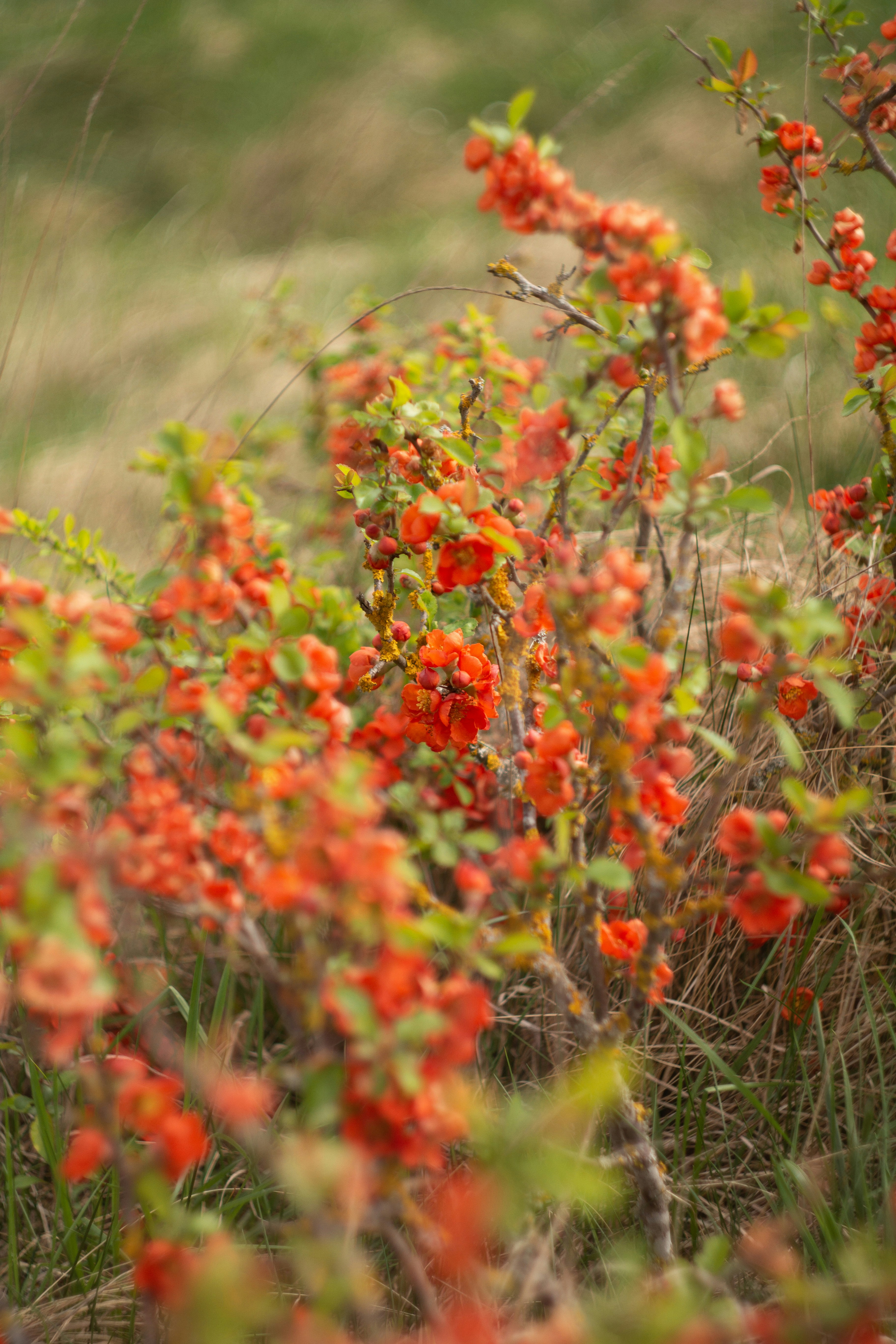Crimson Blooms in Spring Grass