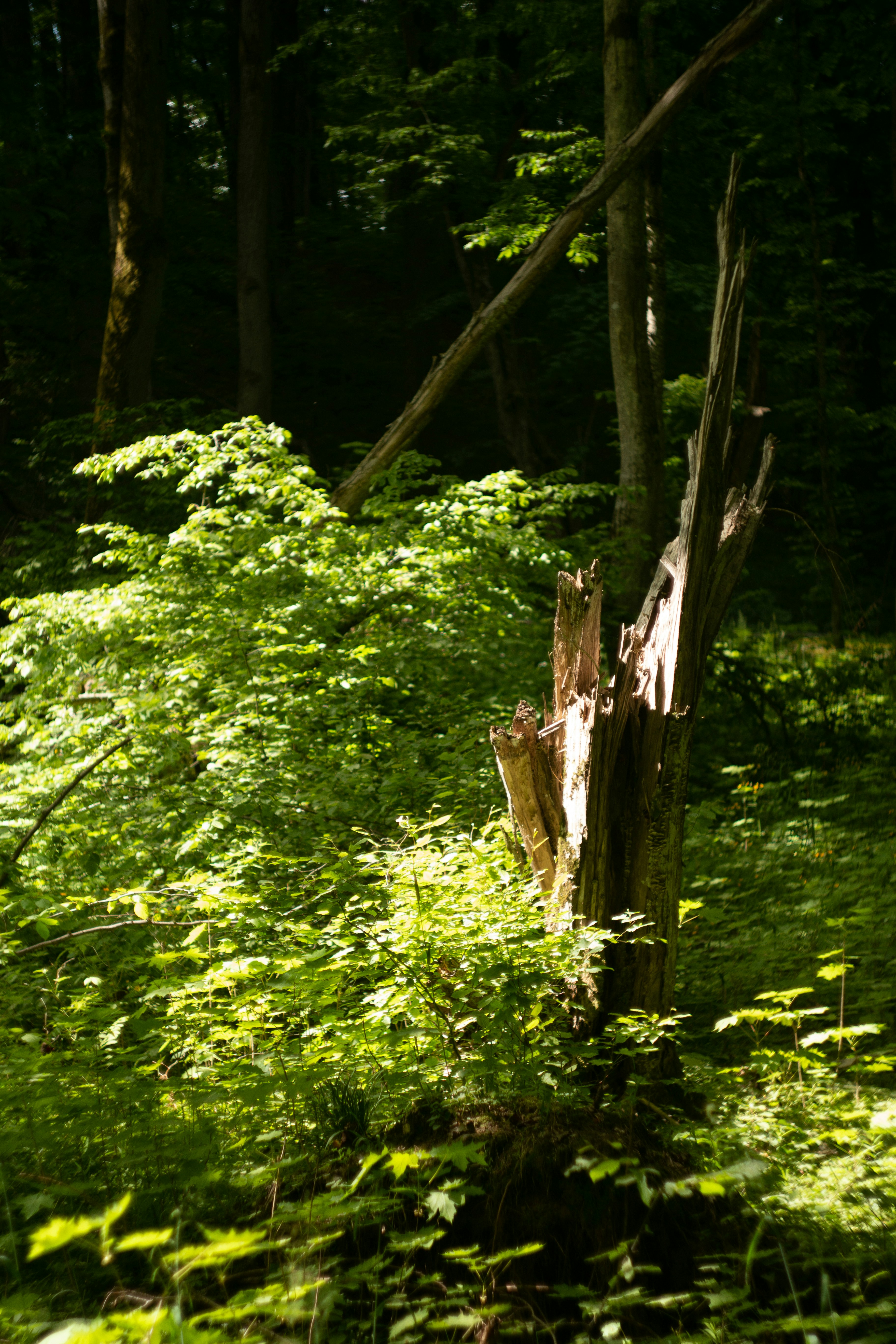 Rotting Sentinel in Sunlit Understory