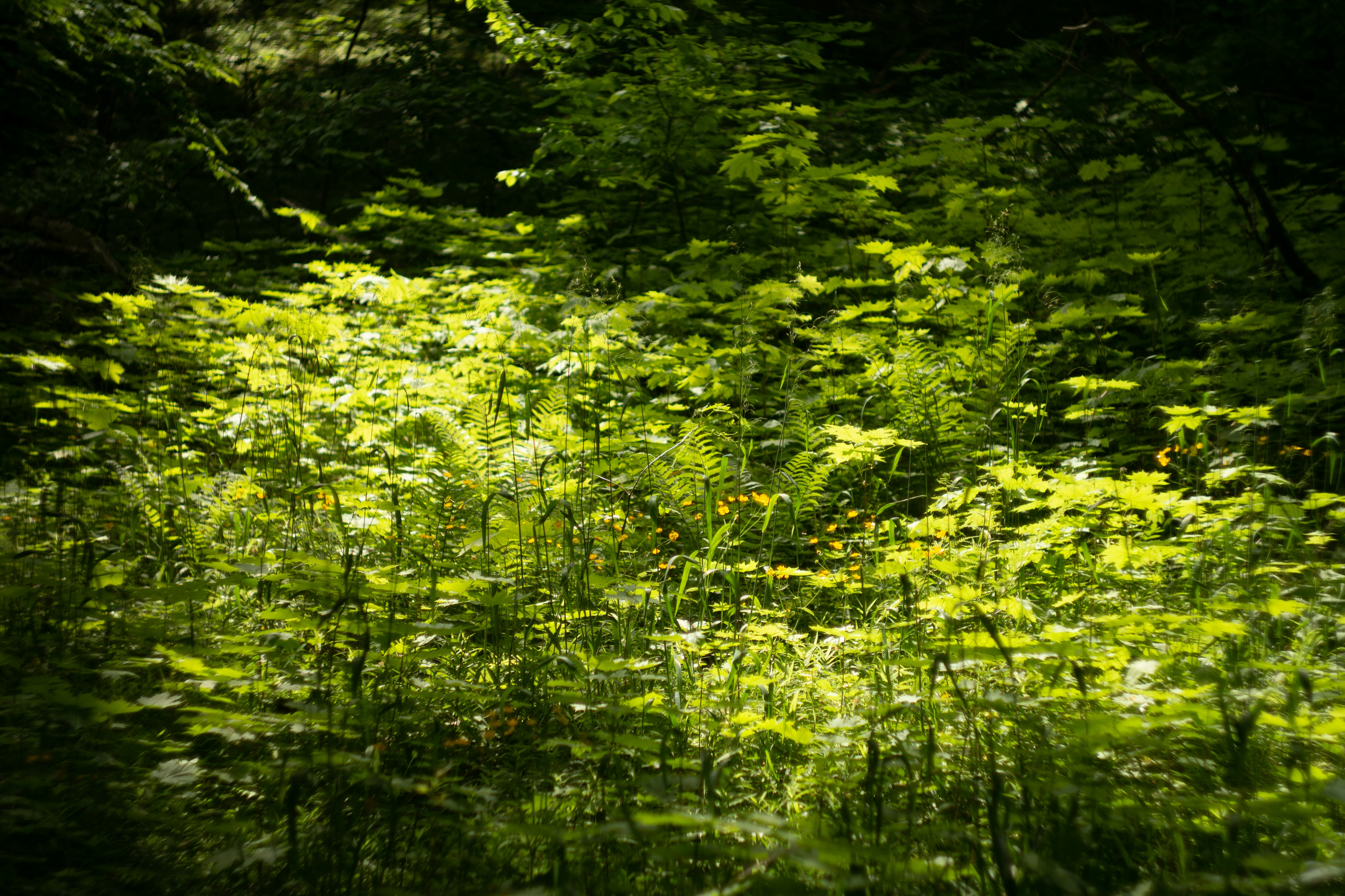 Sunlit Ferns in a Quiet Forest Glade