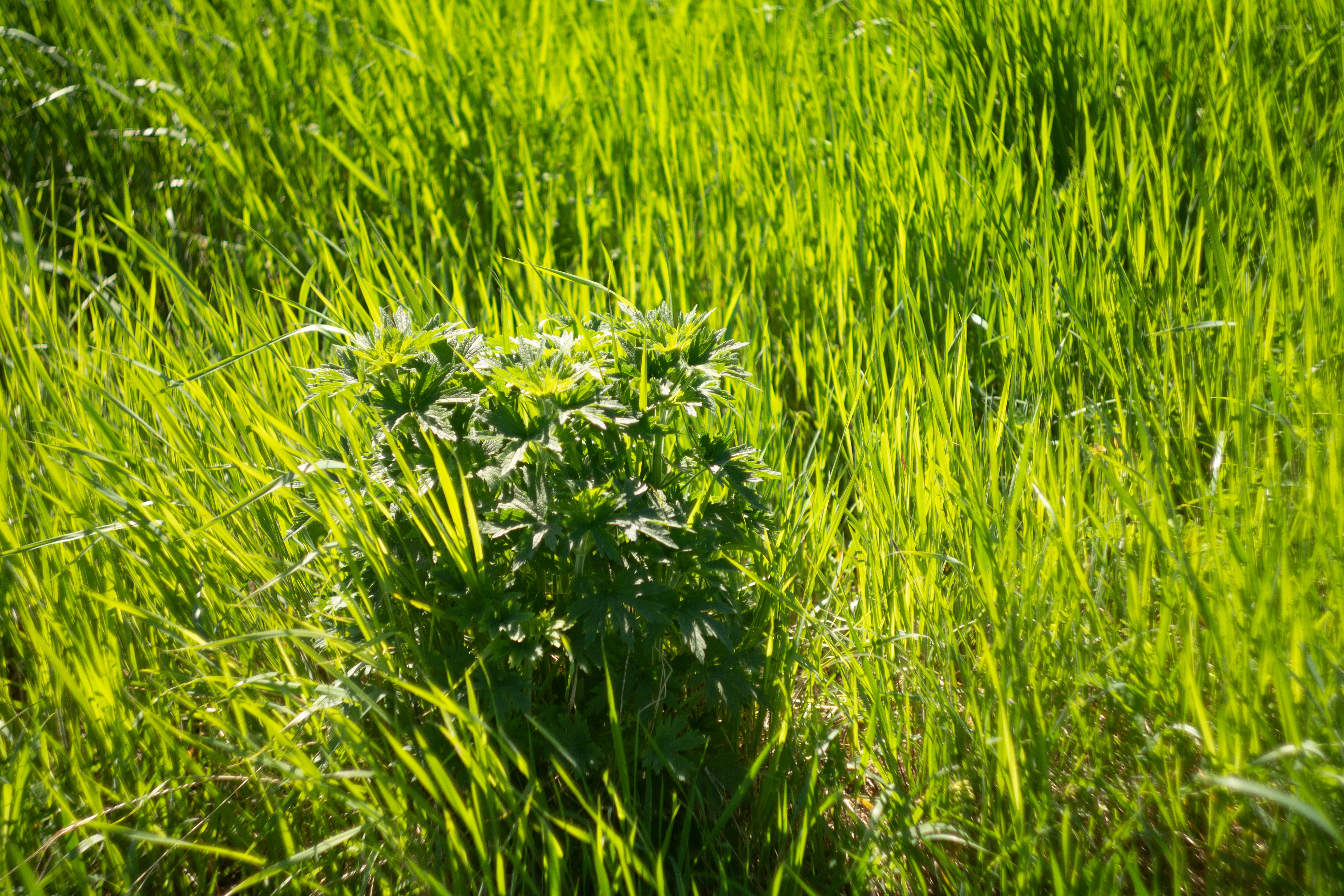 Sunlit Rosette in a Field of Tall Grass